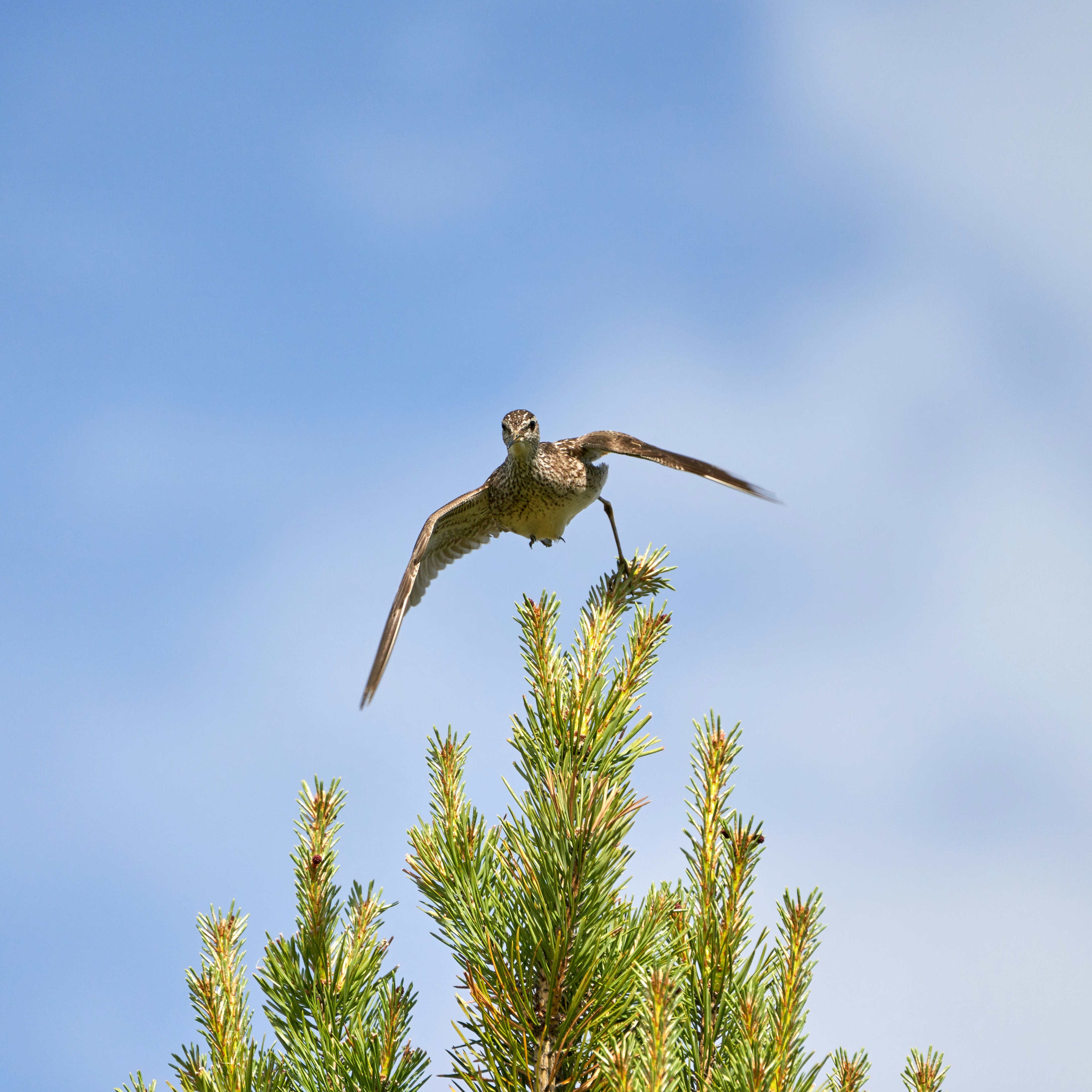Azure Flight Above the Pine: A Hawk's Crisp Profile