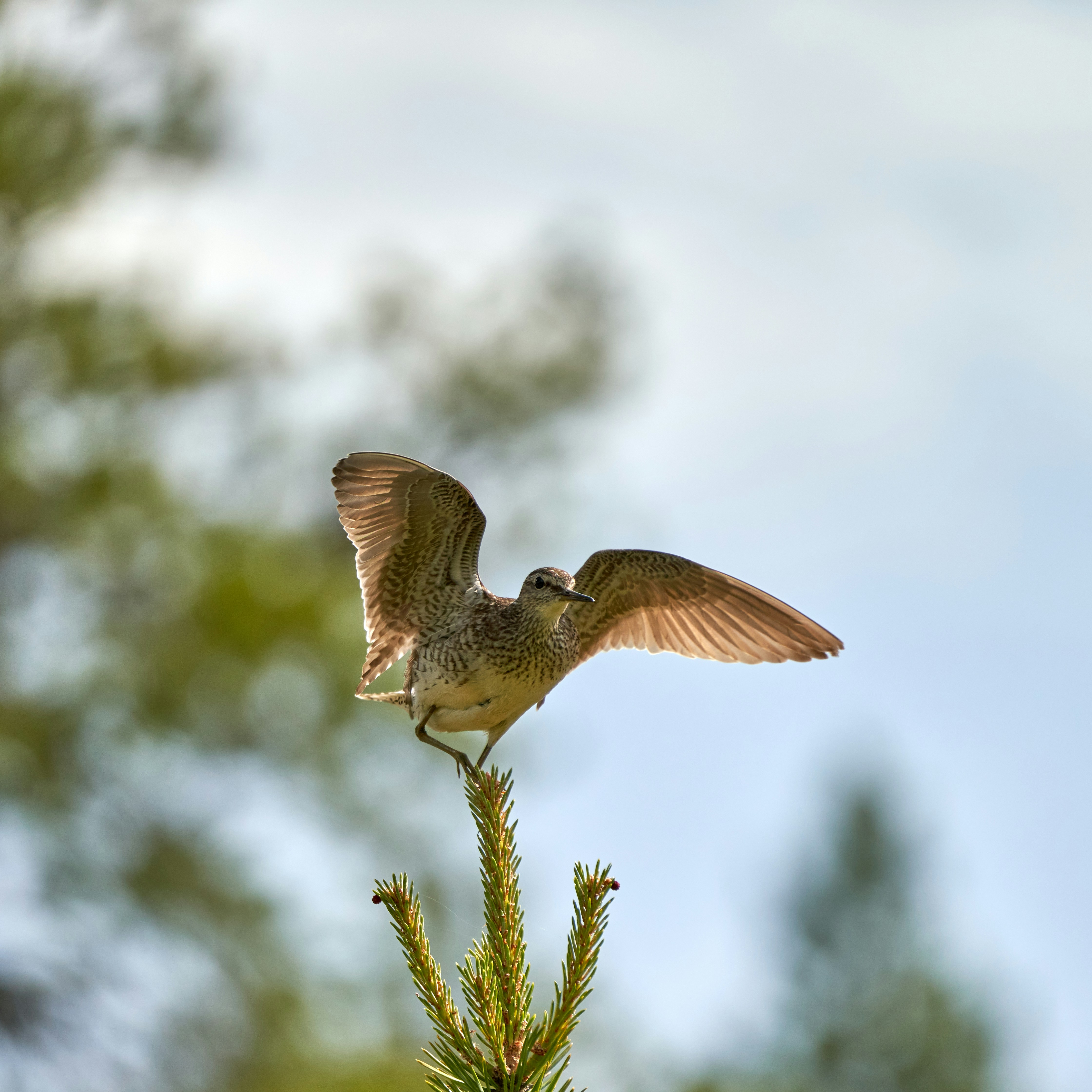 Aerial Ballet: The Dance of a Feathered Performer