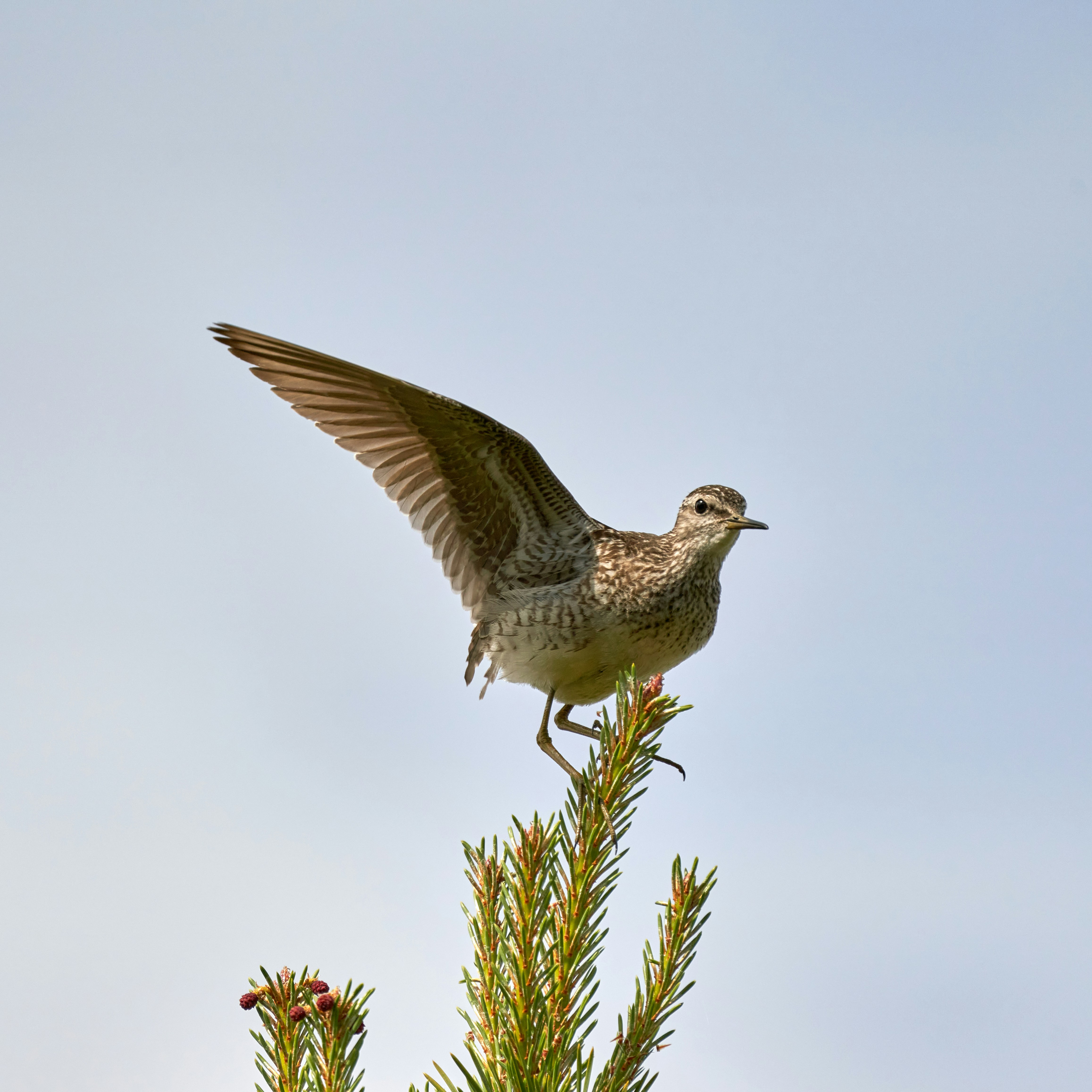 Perched Glimpse: A Meadowlark Pausing at the Pine