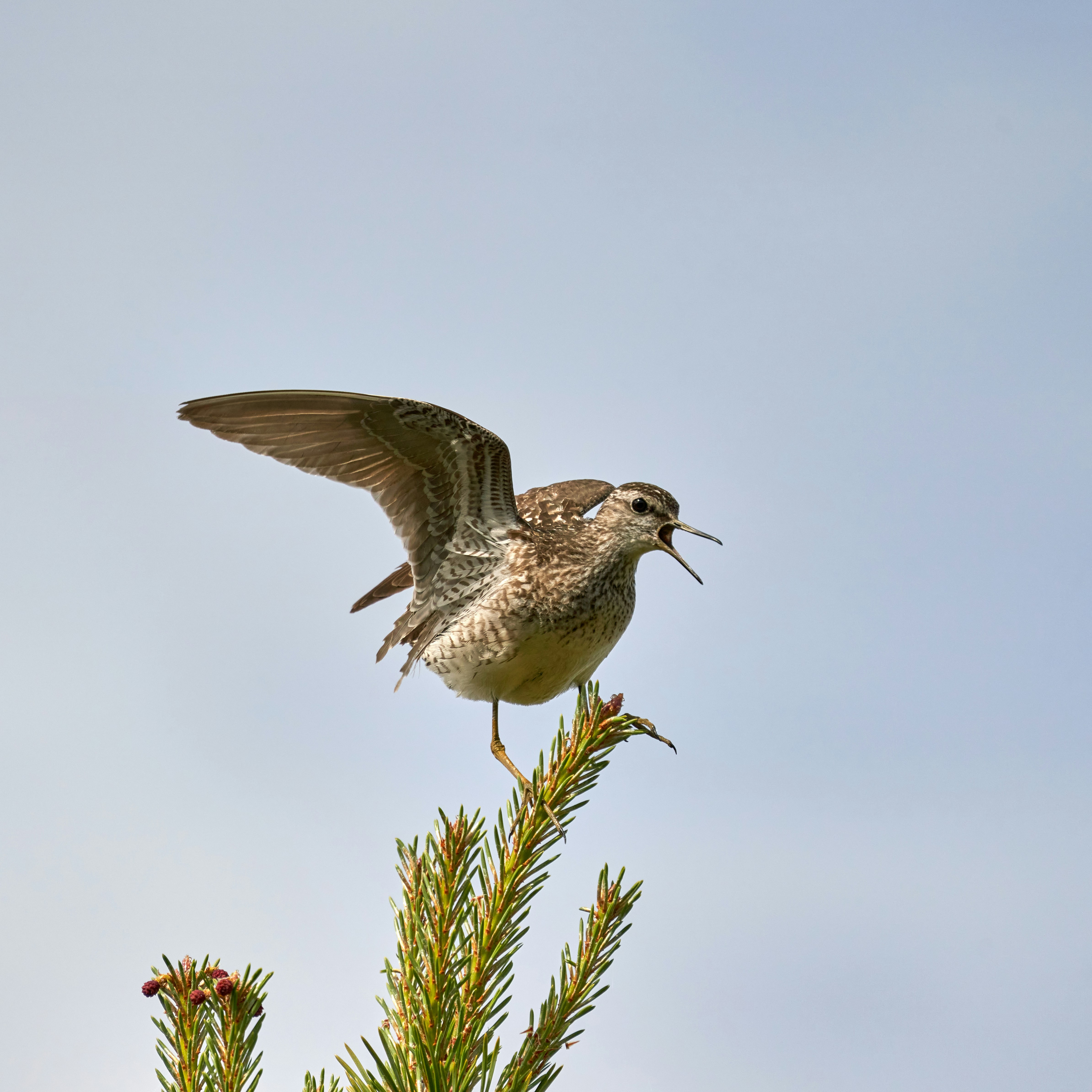 Perched Warbler Singing at Sunlit Sprig
