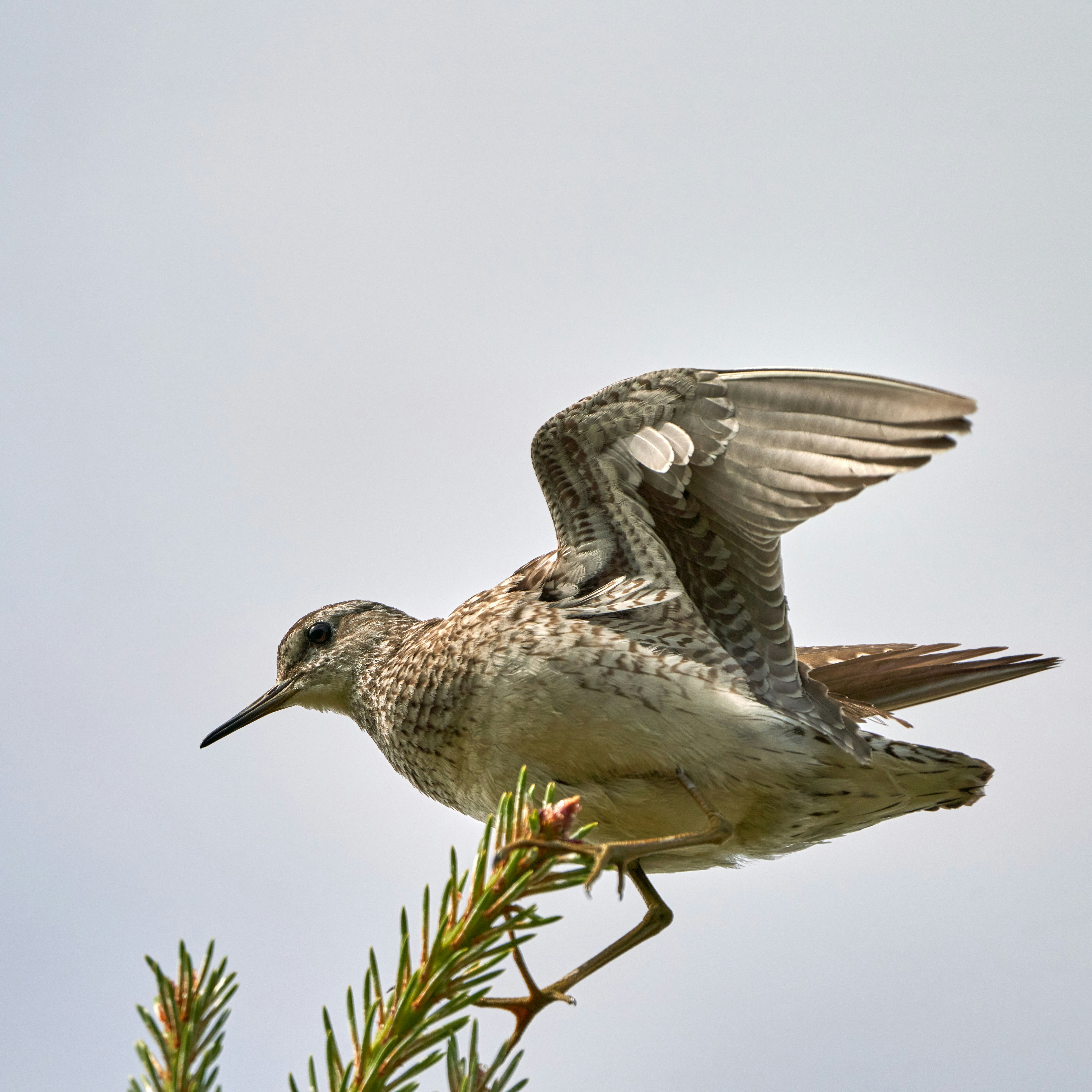 A shorebird poised for landing on a slender branch, showcasing its detailed plumage against a soft sky backdrop.