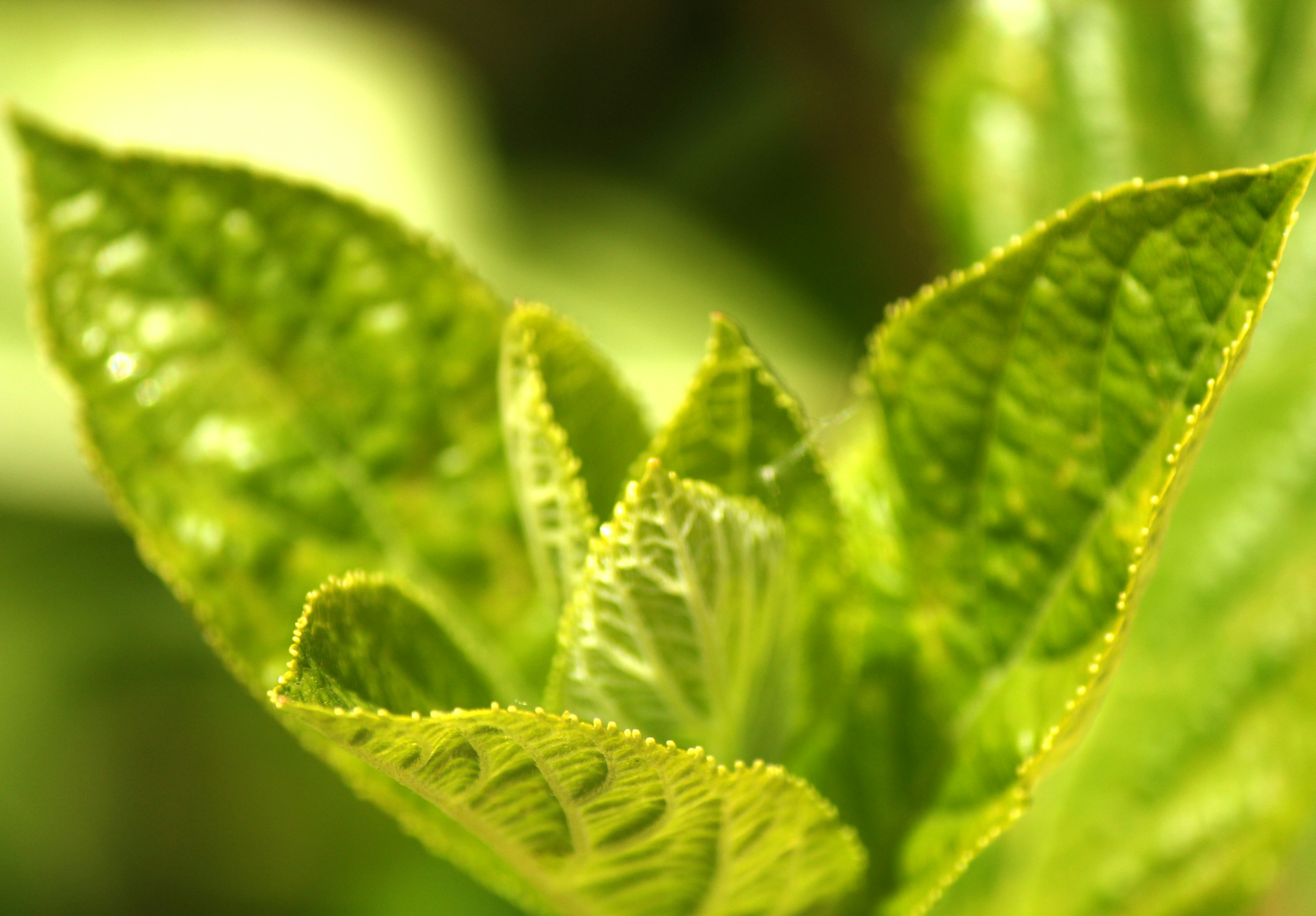 Close-up of vibrant green leaves showcasing intricate textures and patterns in natural light.