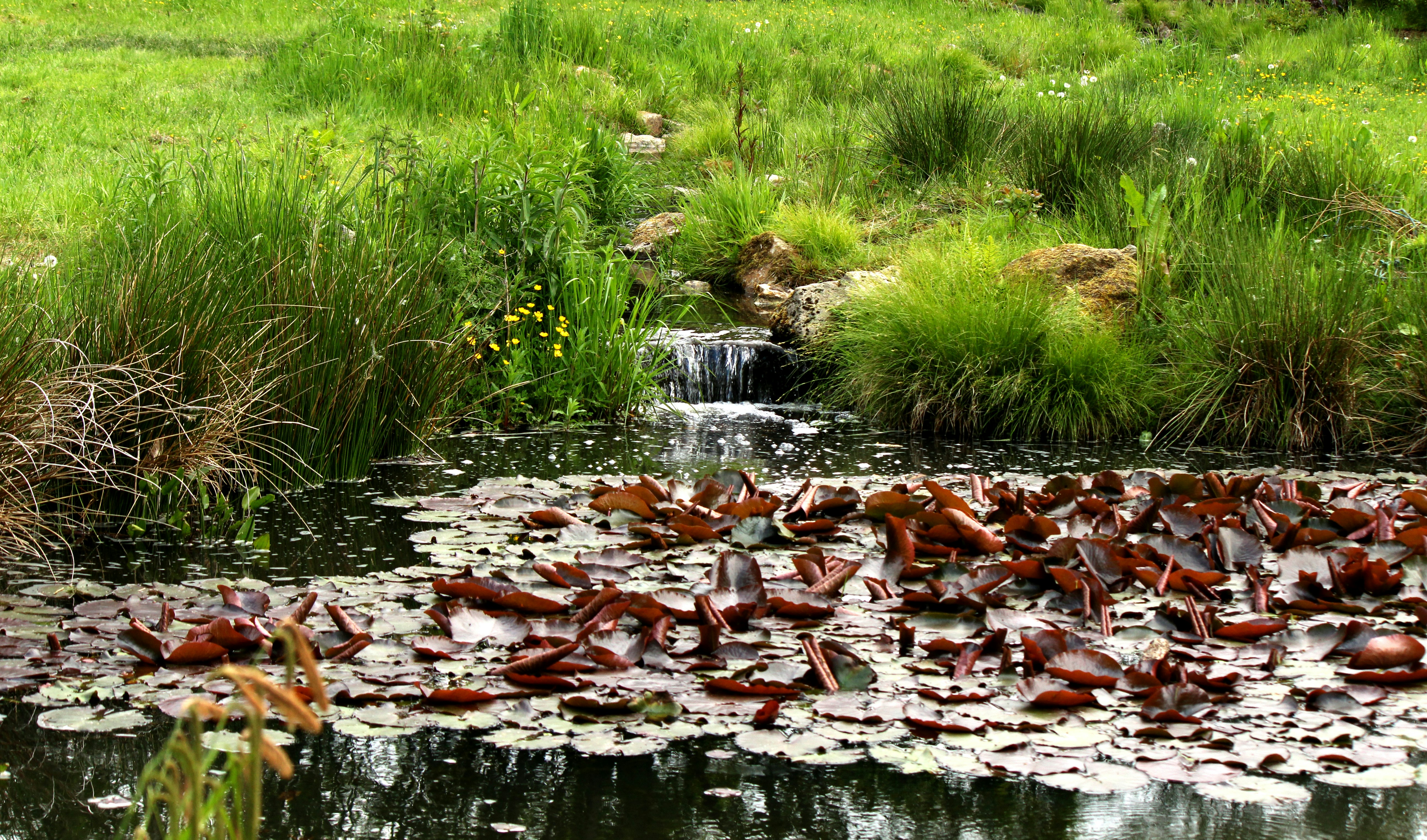 Lily-Pads and a Hidden Cascade: Quiet Waters of a Meadow Pool