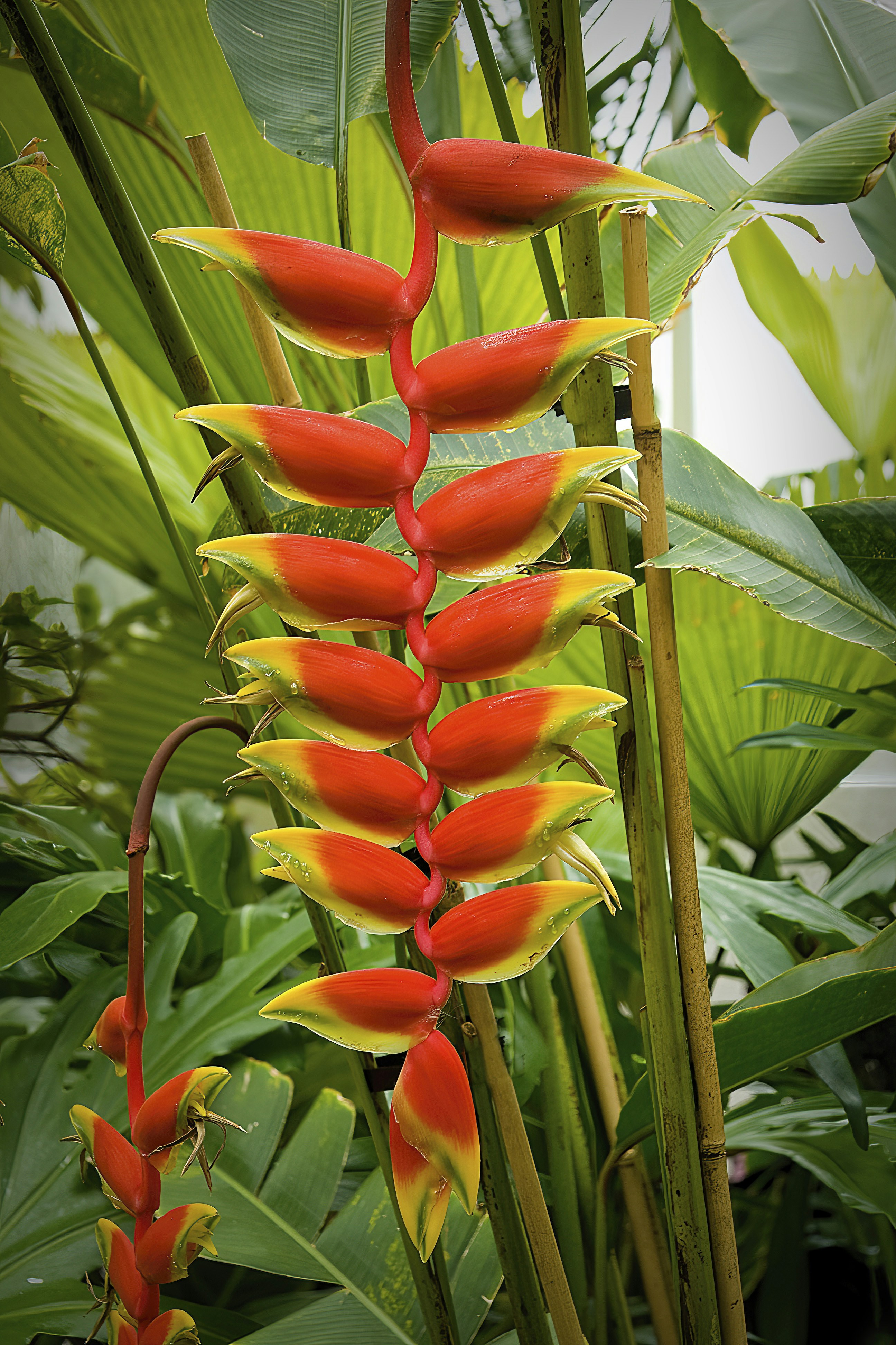 Heliconia Flame Column: A Vertical Burst of Color Among Tropical Greens