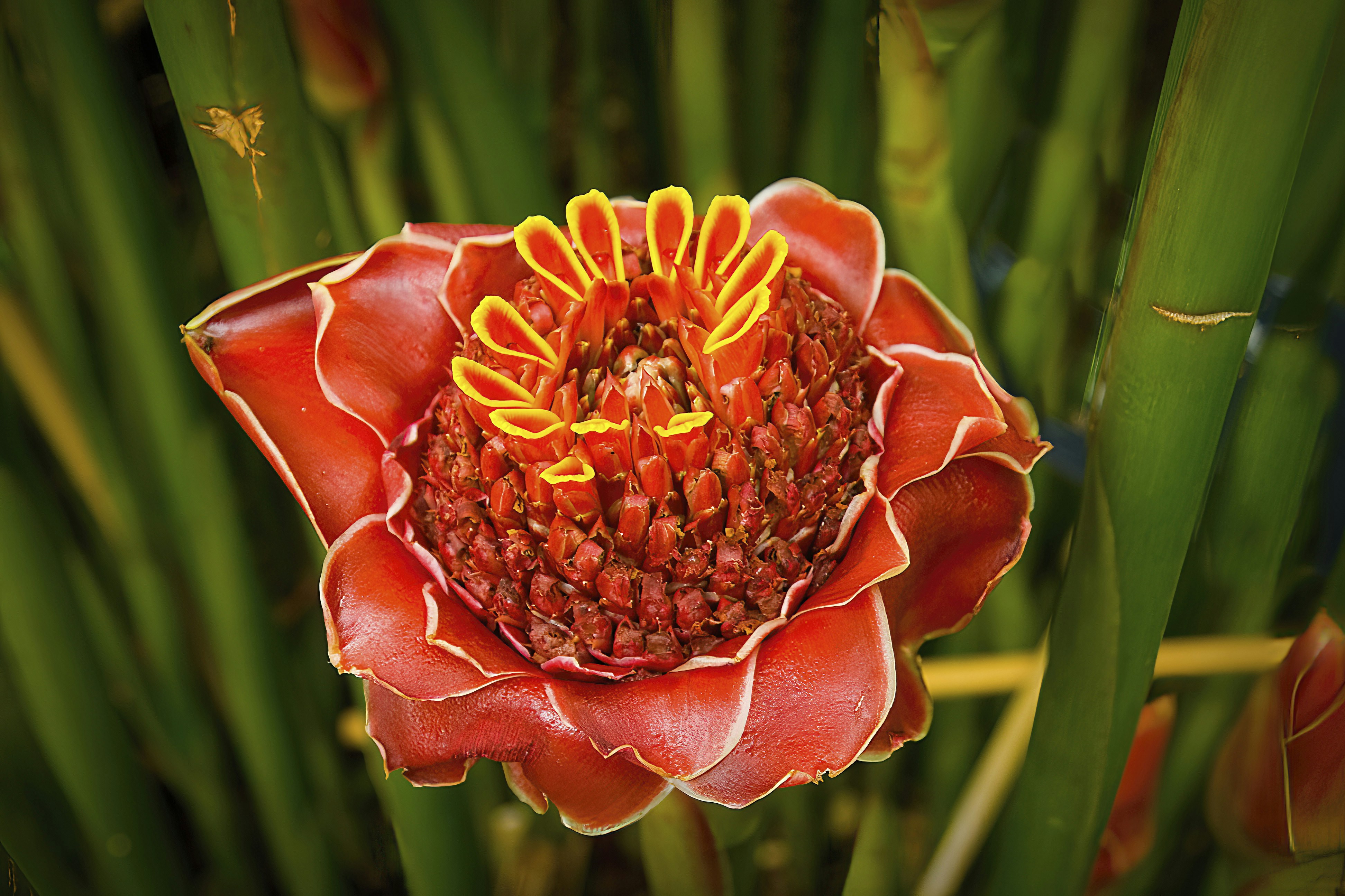 Paintbrush Lily Bloom: Crimson petals encircle a sunlit crown of stamens among emerald stalks