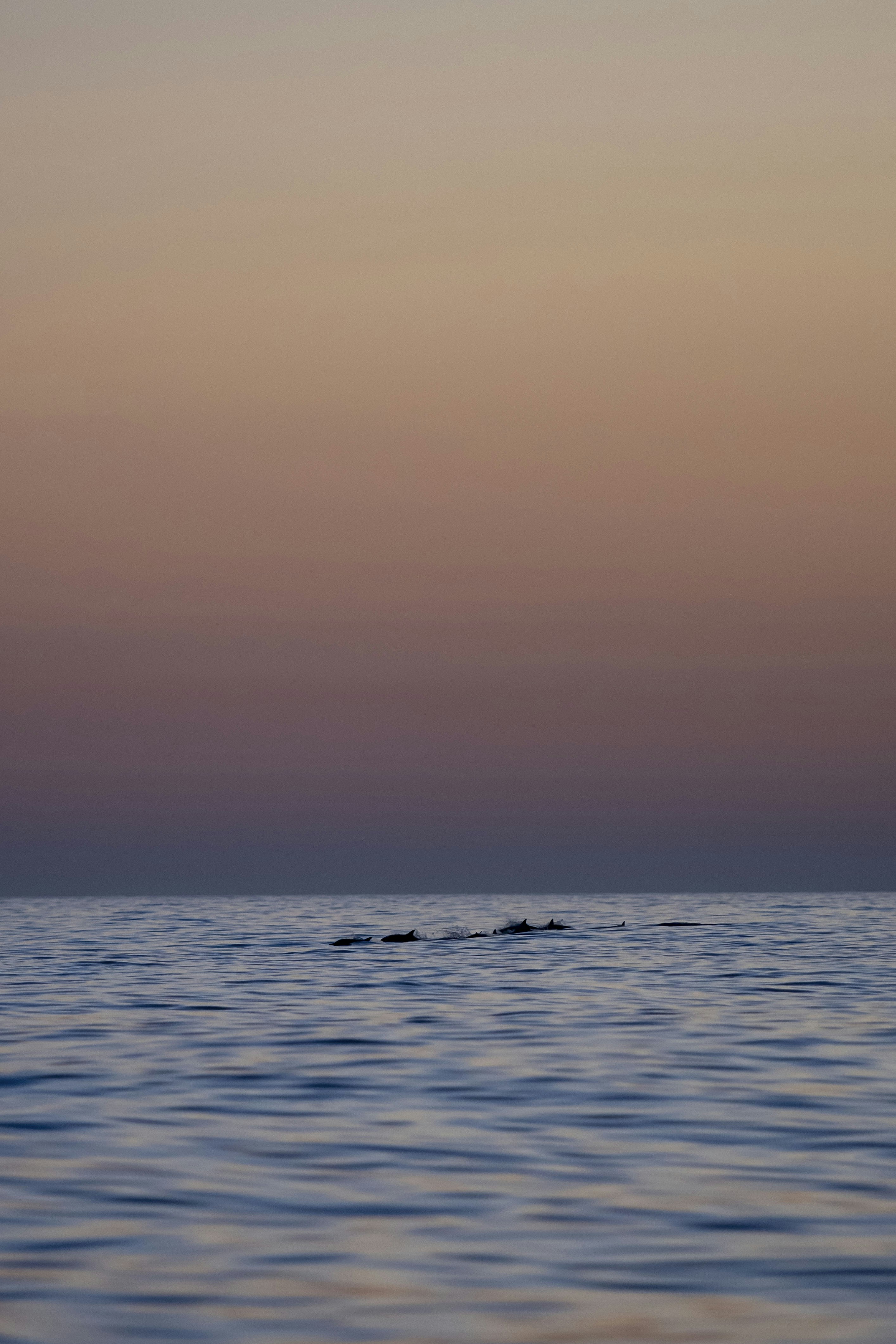 Dolphins in Mulegé, in the middle of the sea of Cortez. | Calm sea and dusk sky form a tranquil scene.