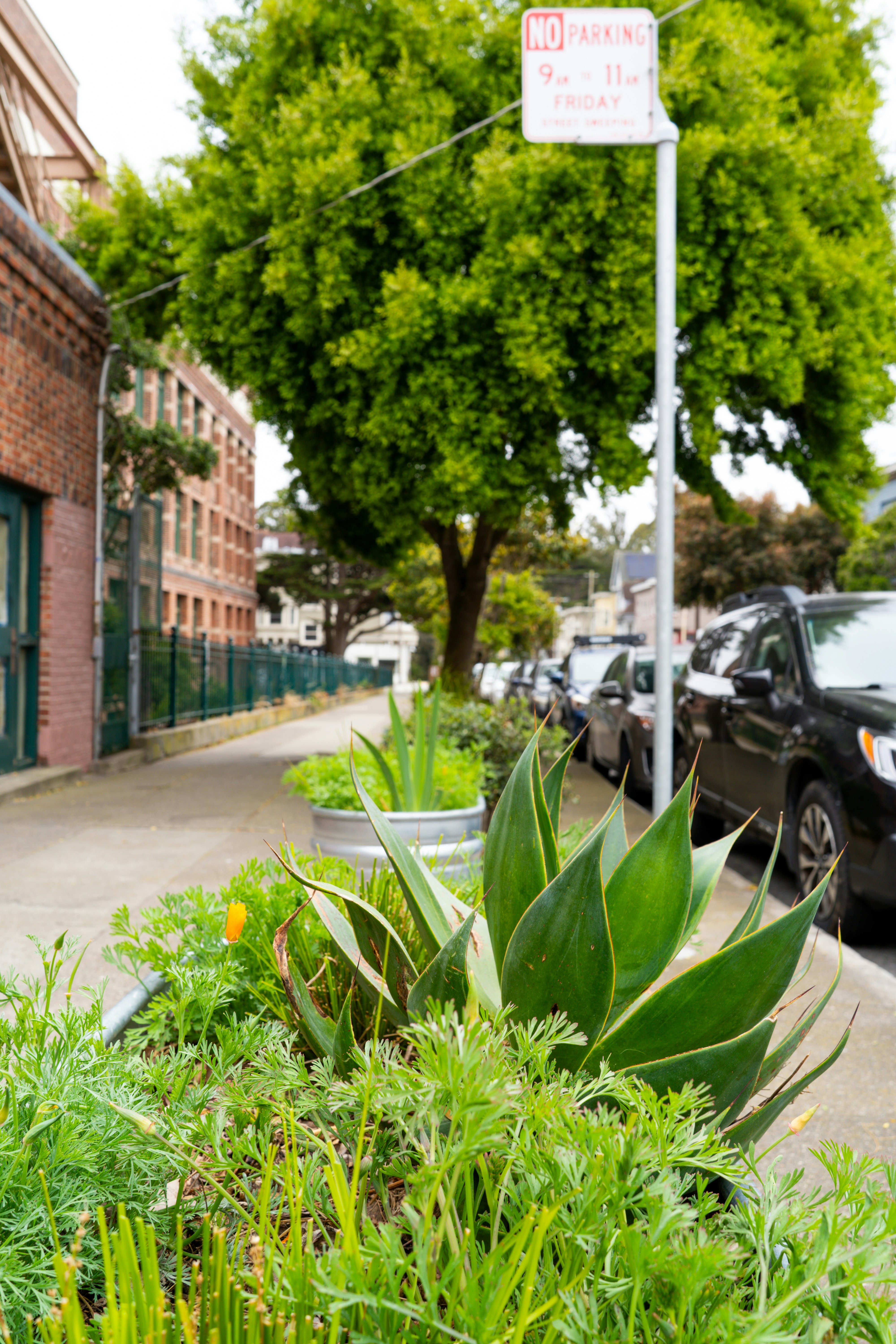 Verdant Foreground, Urban Backdrop: Framing a City Street with Plant Life
