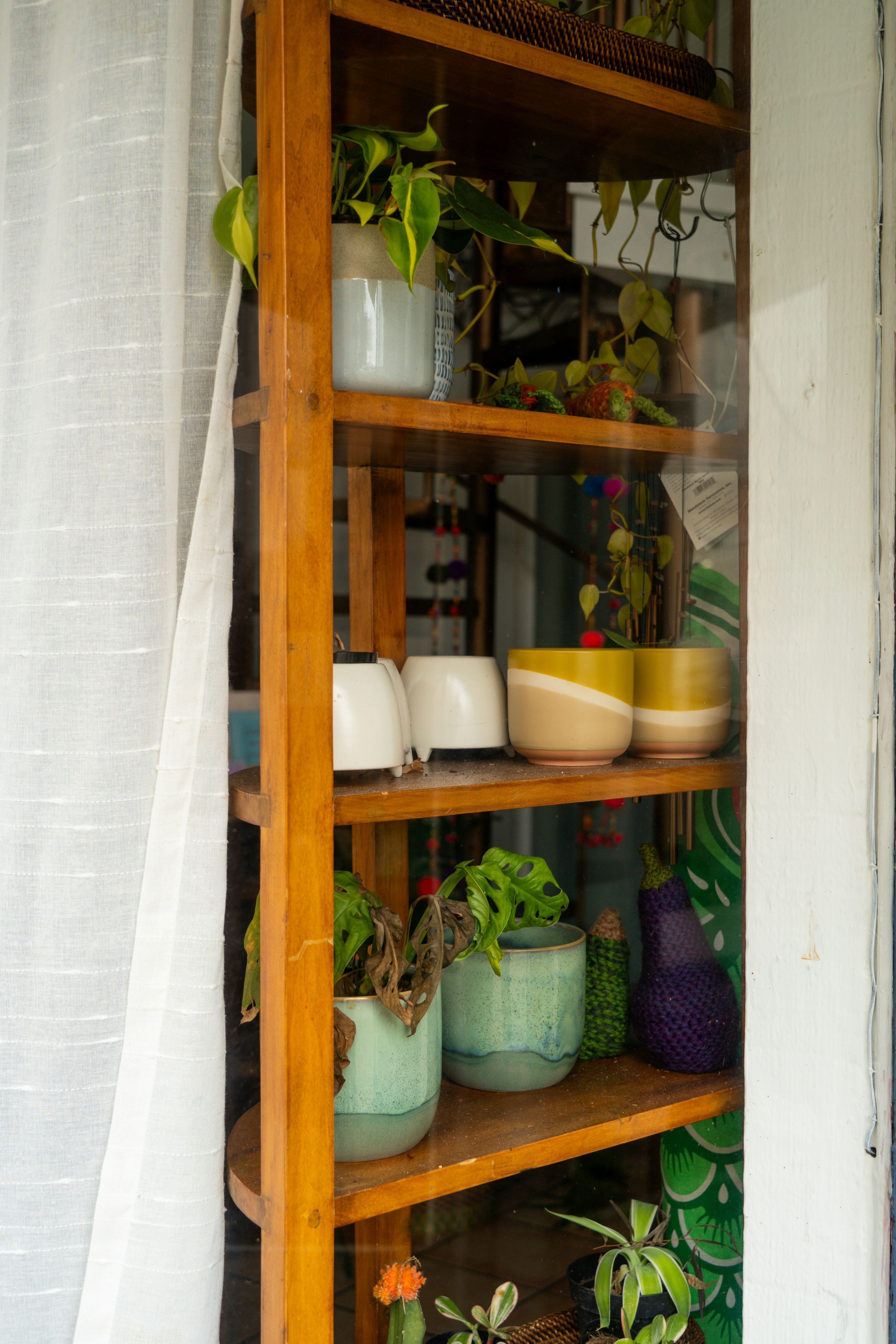 A Botanical Haven Behind Glass