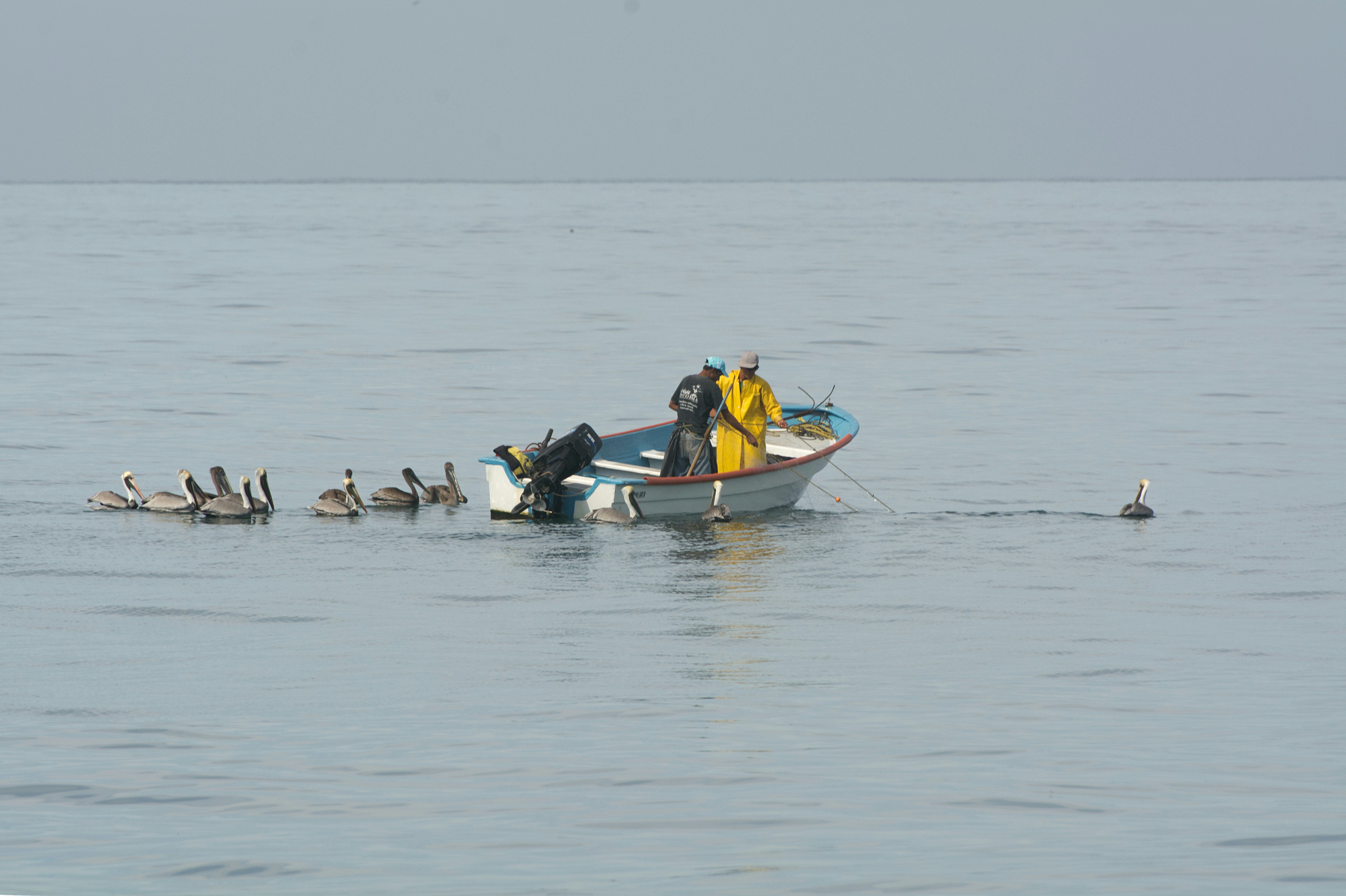 Yellow-Jacketed Boatman Leads a Pelican Parade Across a Quiet Sea