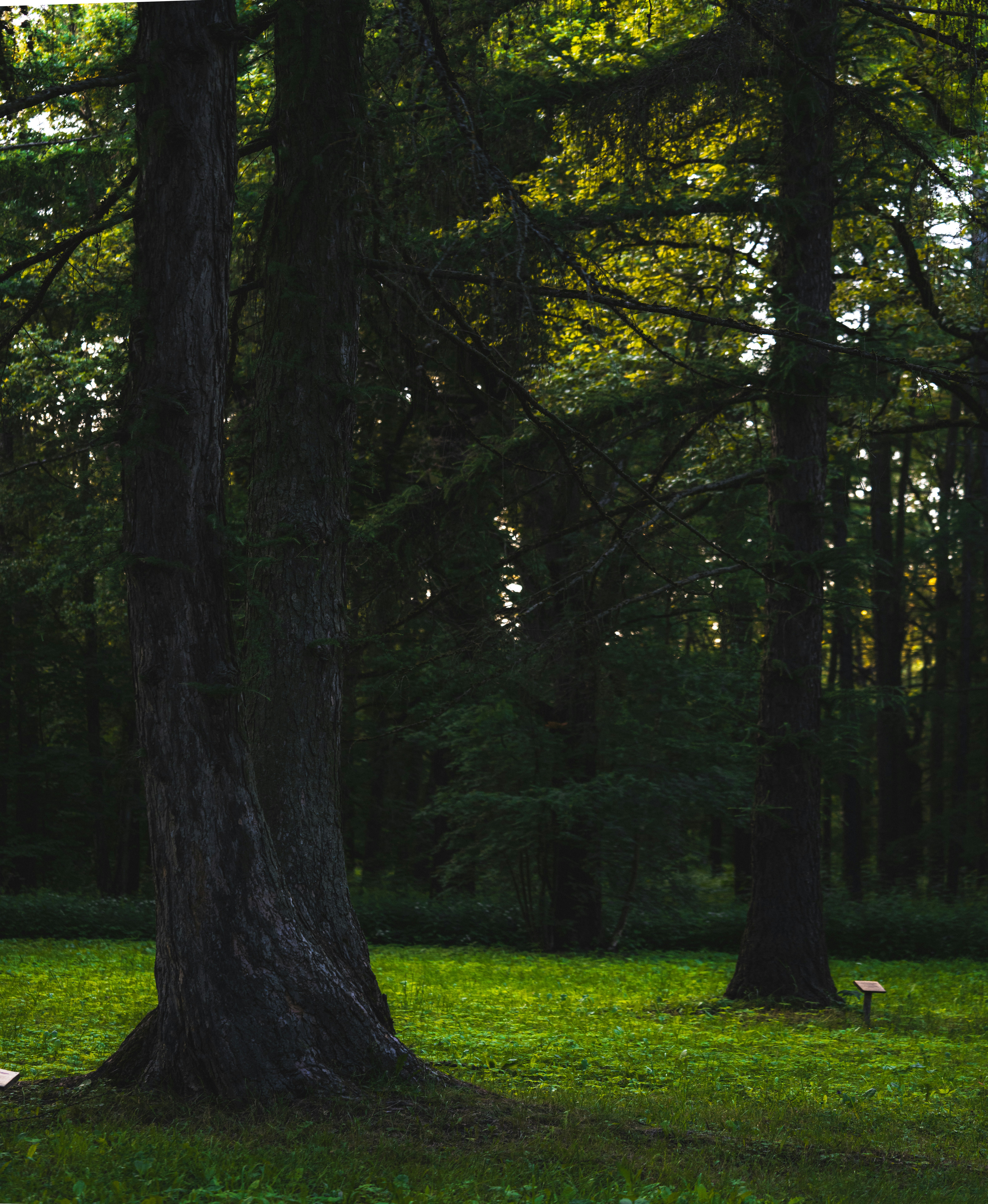 Tall trees stand in a lush green forest.
