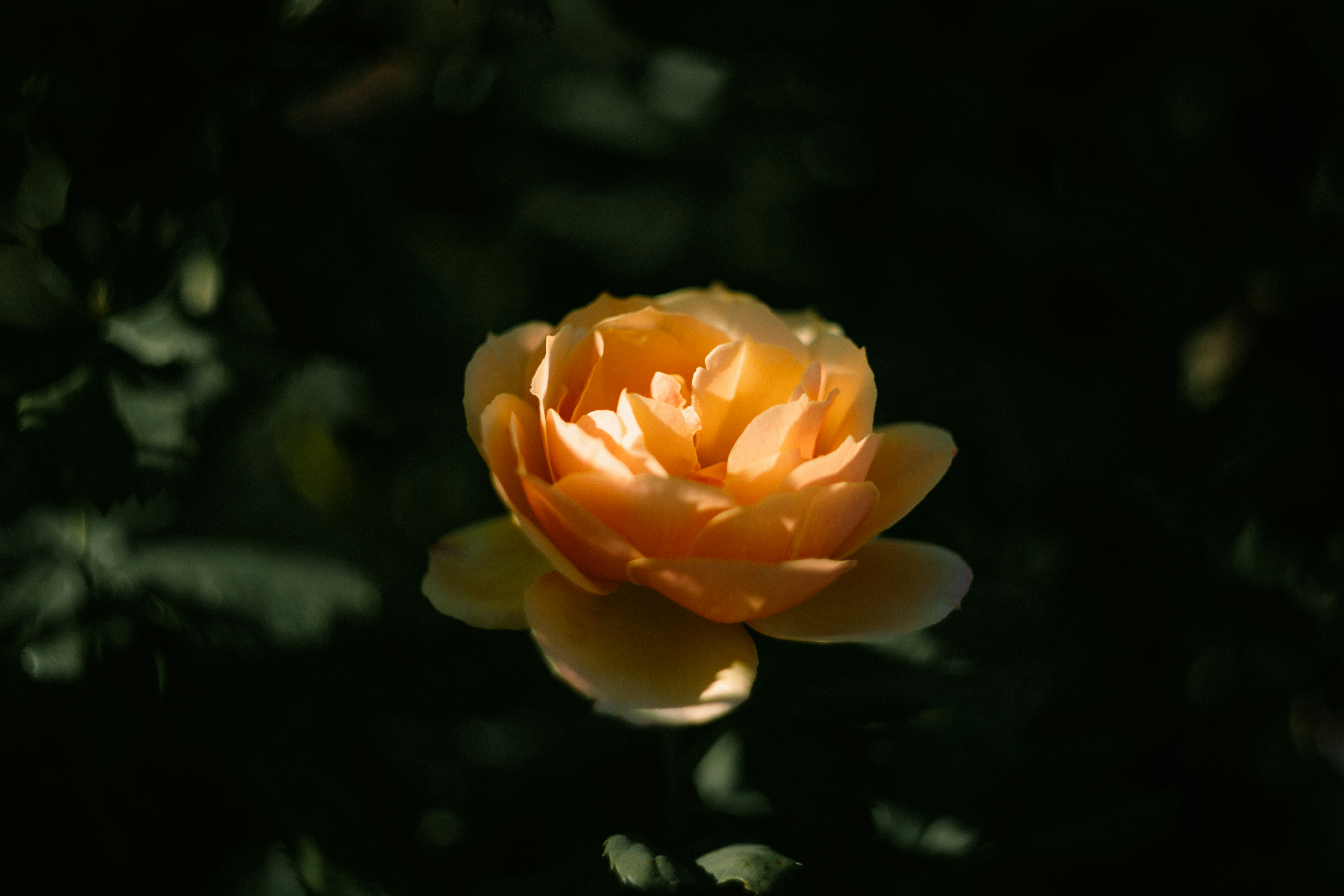 Whispers of Sunlit Petals