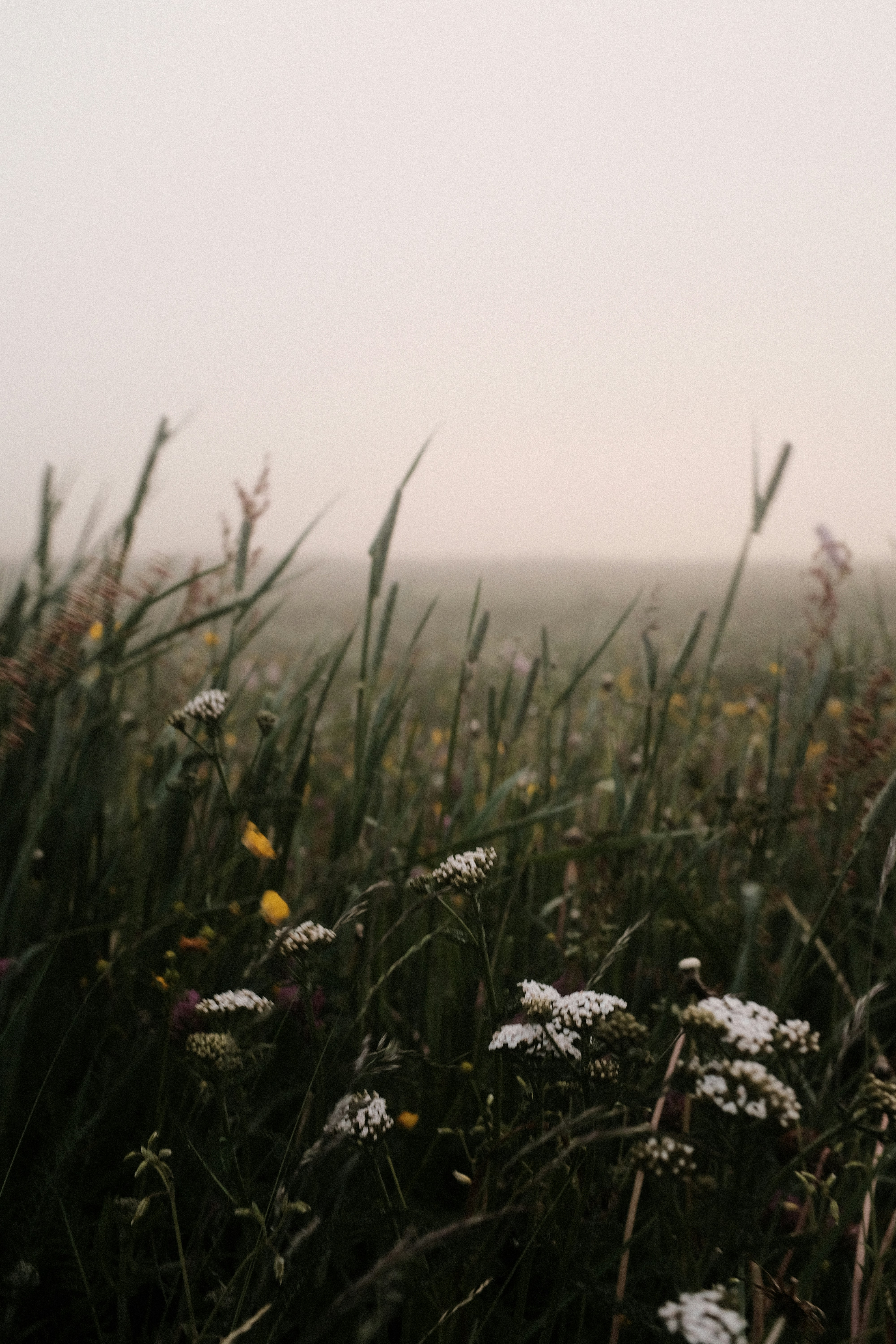 Early morning | Field of wildflowers shrouded in morning mist.