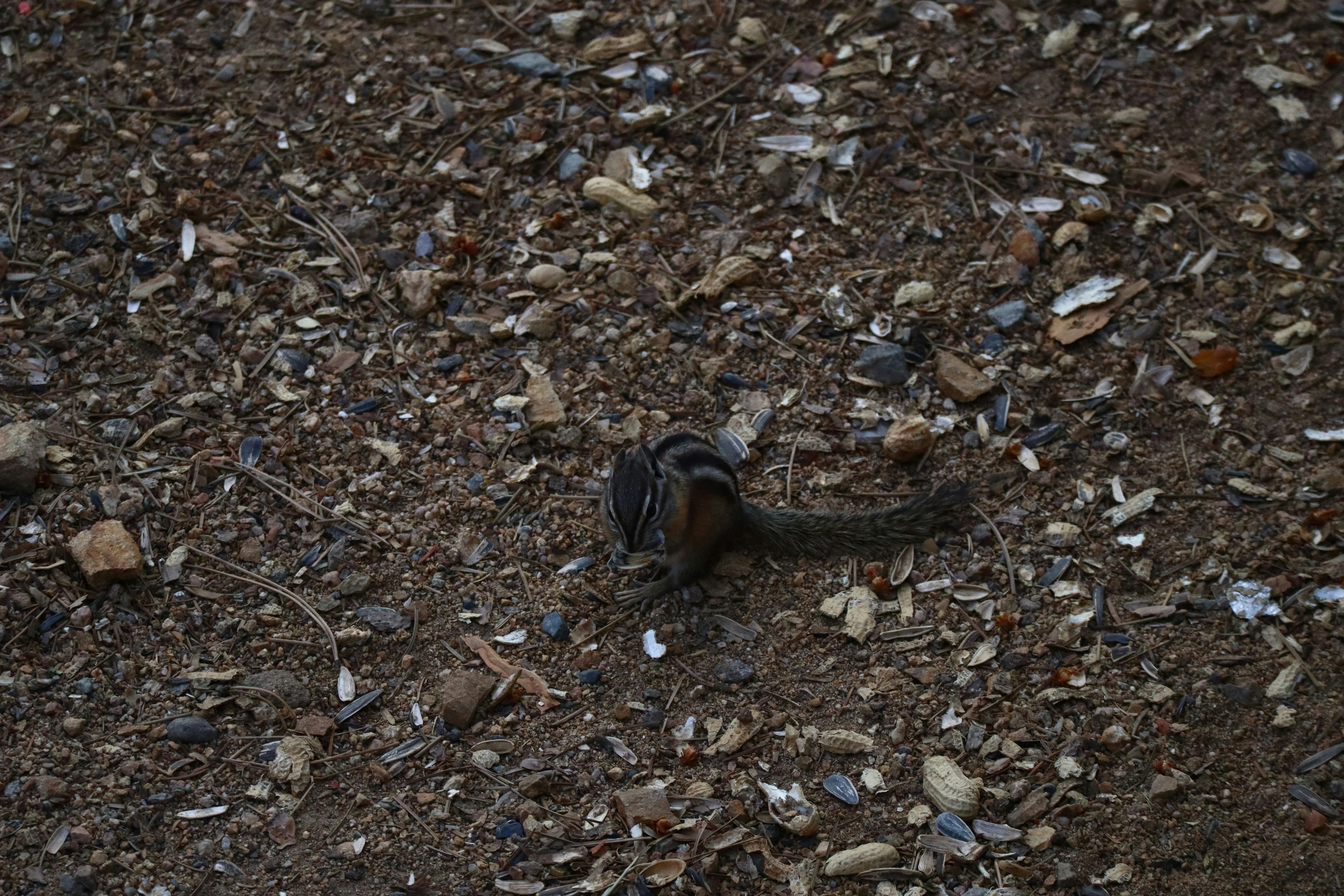 A Chipmunk's Foraging Quest