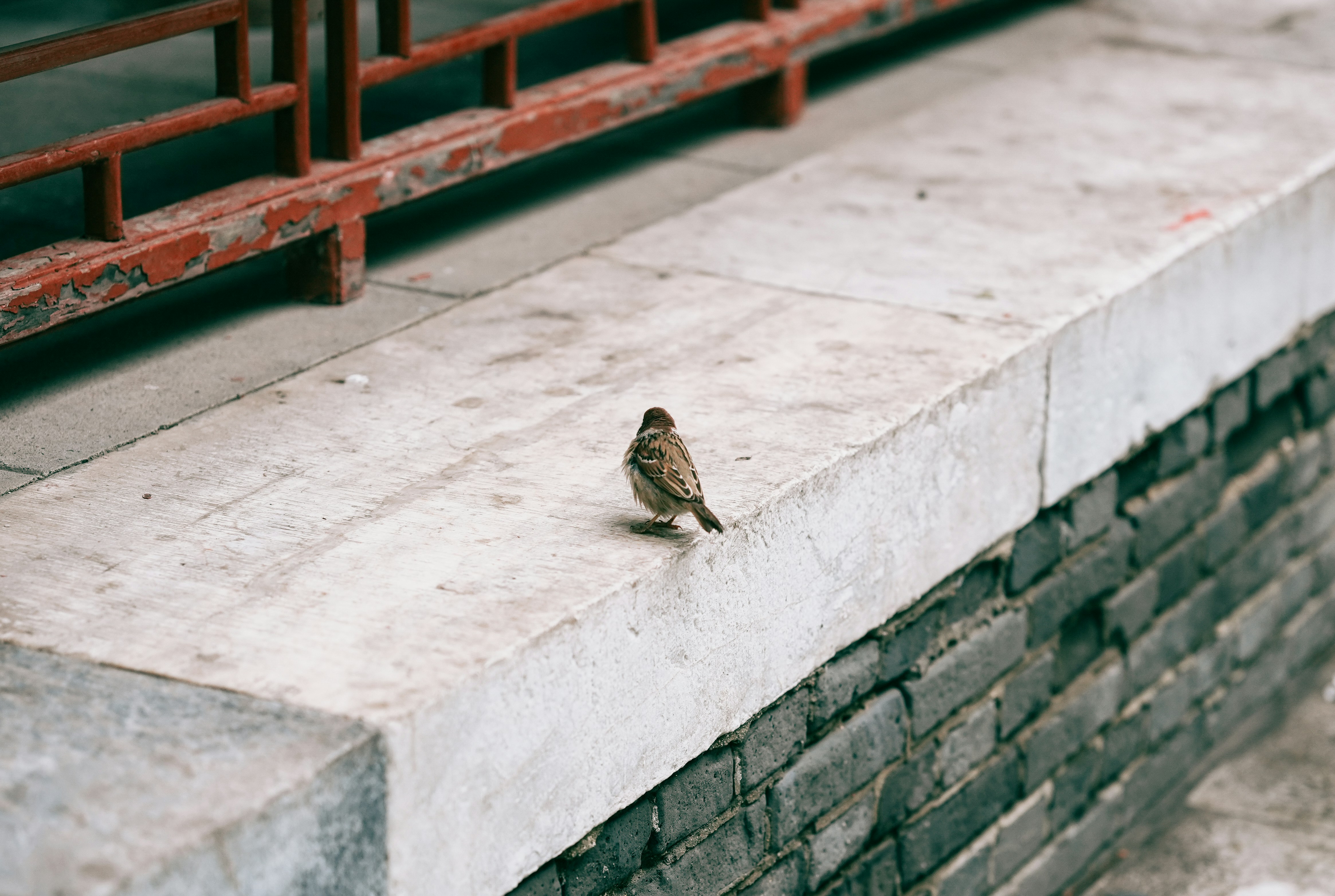 A sparrow stands on a brick wall.