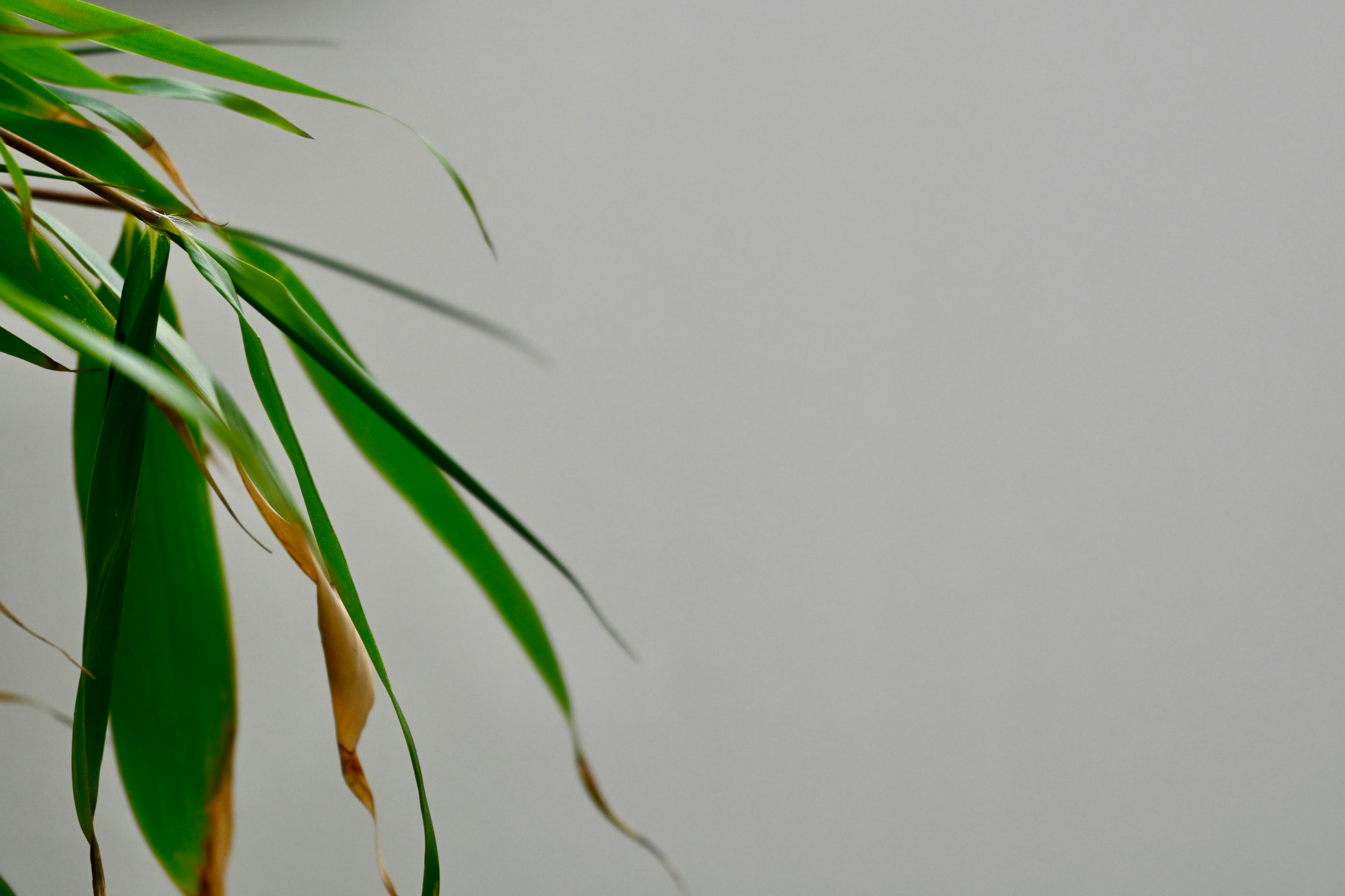 Whispers of Nature: A Leaf's Tale