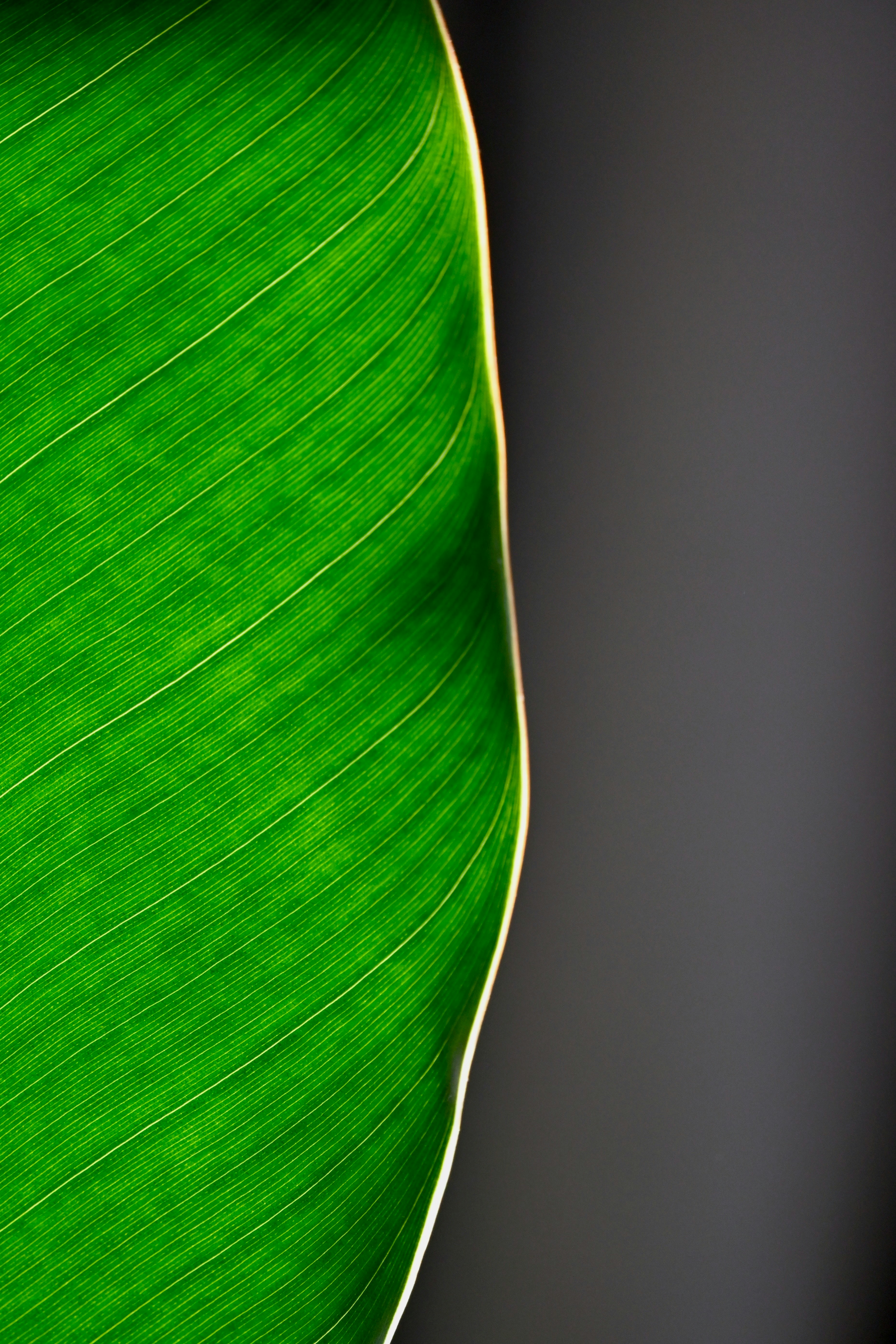 A green leaf curves against a dark background.