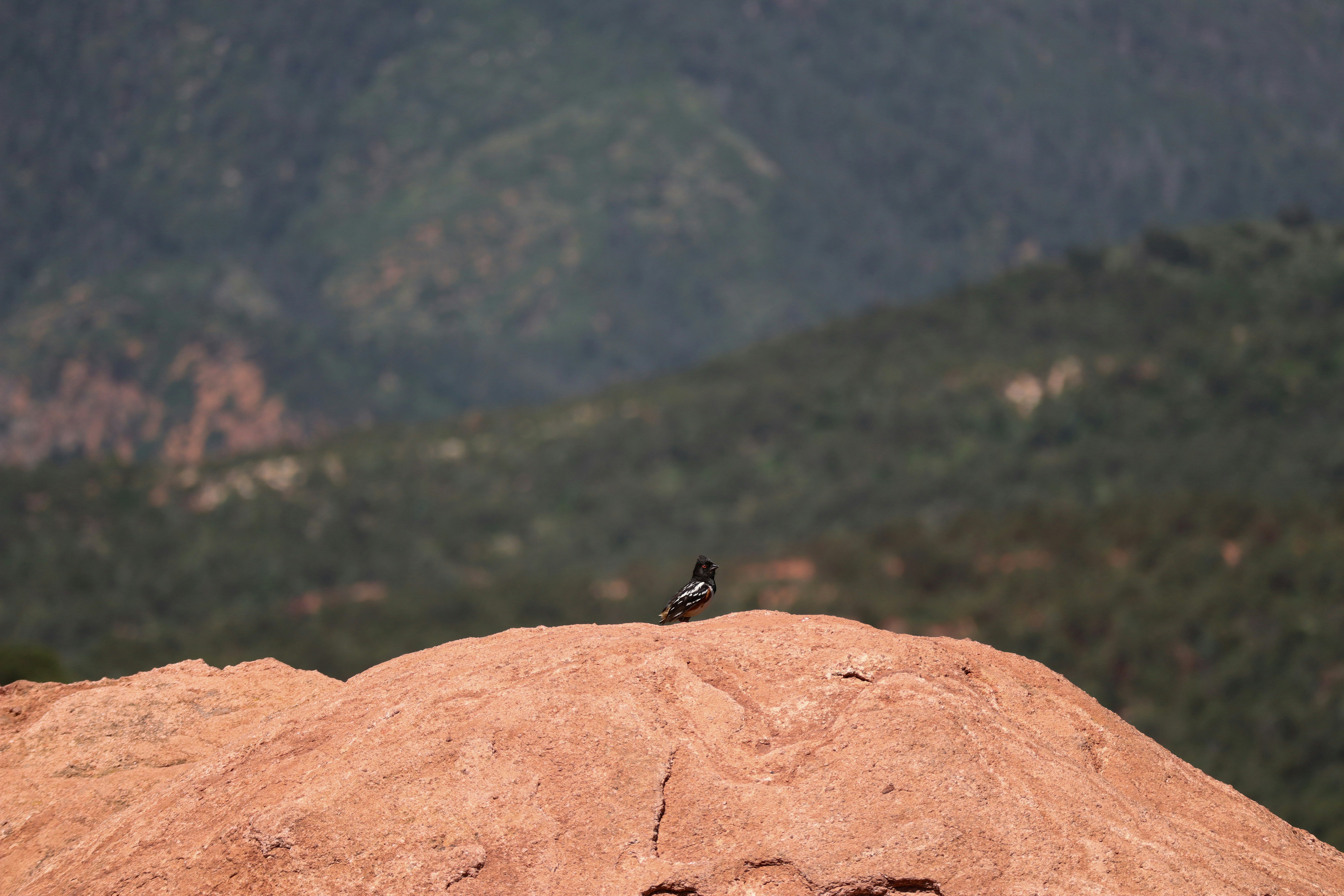 Solitary Sentinel on Rocky Outcrop