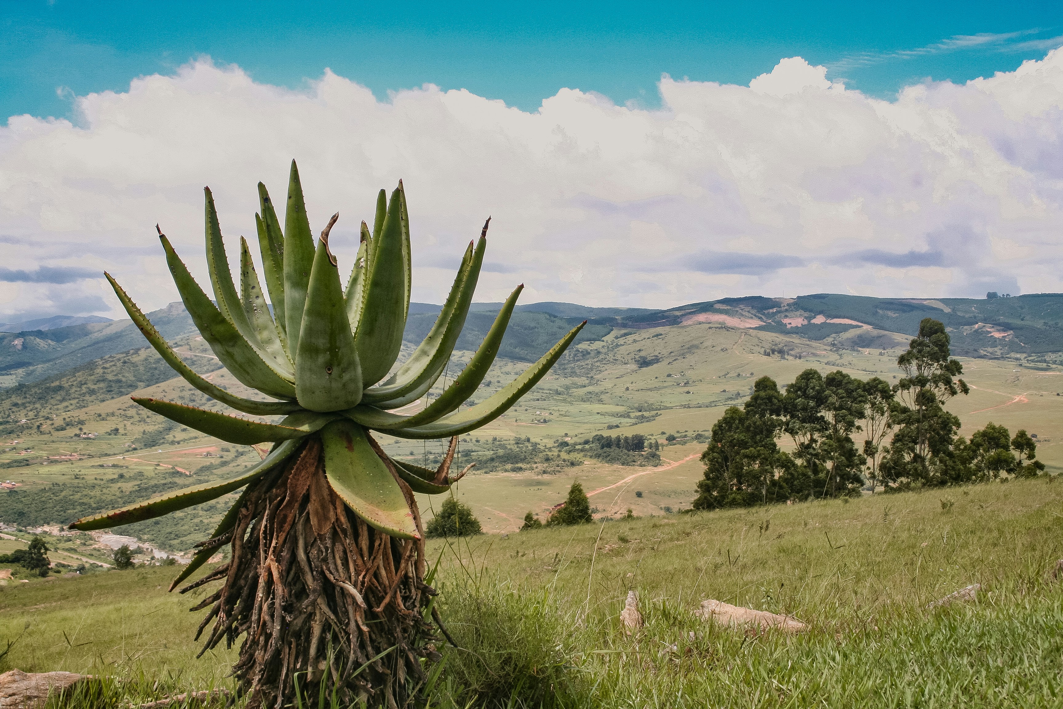 Upslope Sentinel: A stout agave gazes over rolling hills