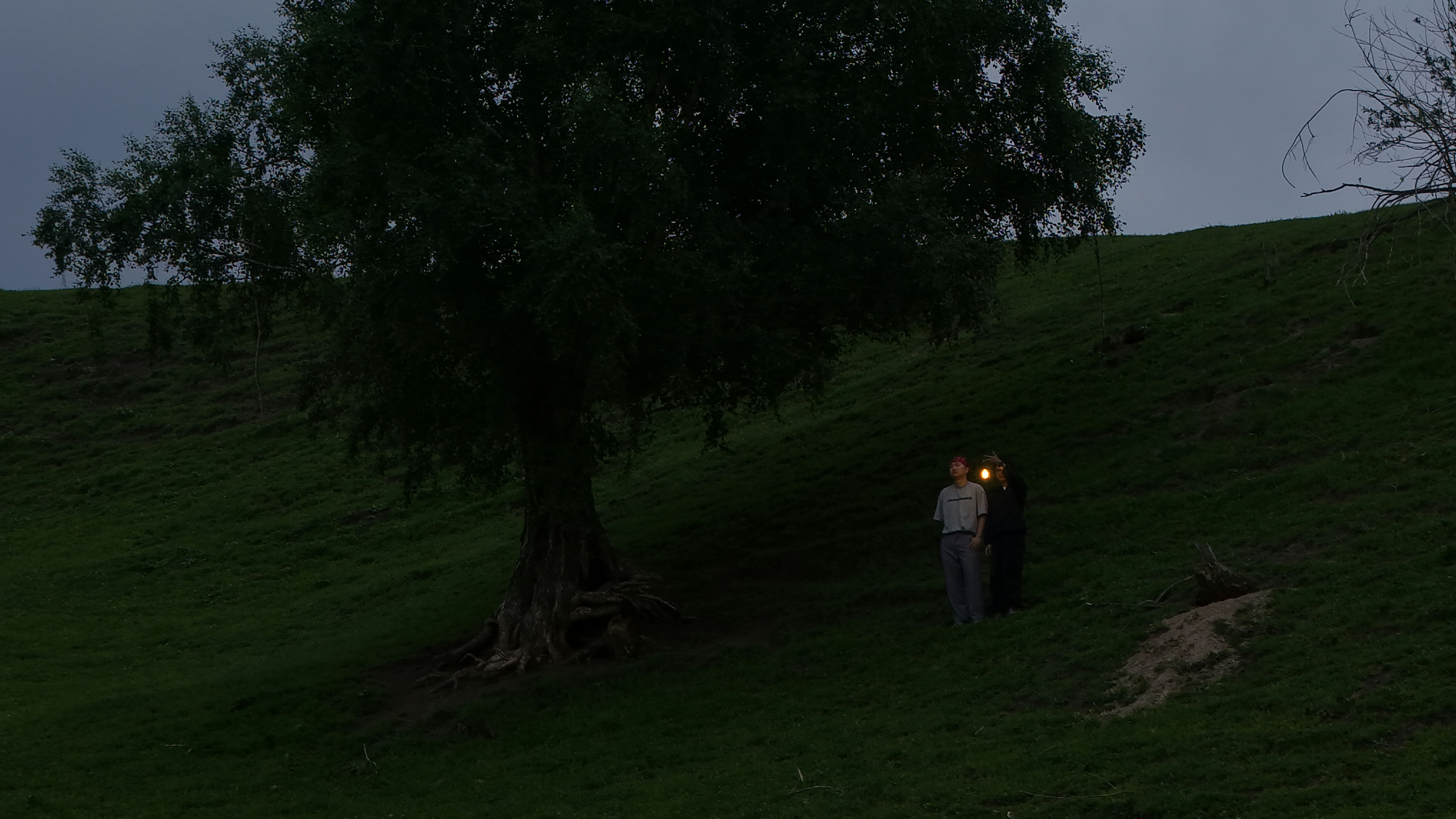 People stand under a tree on a grassy hill.