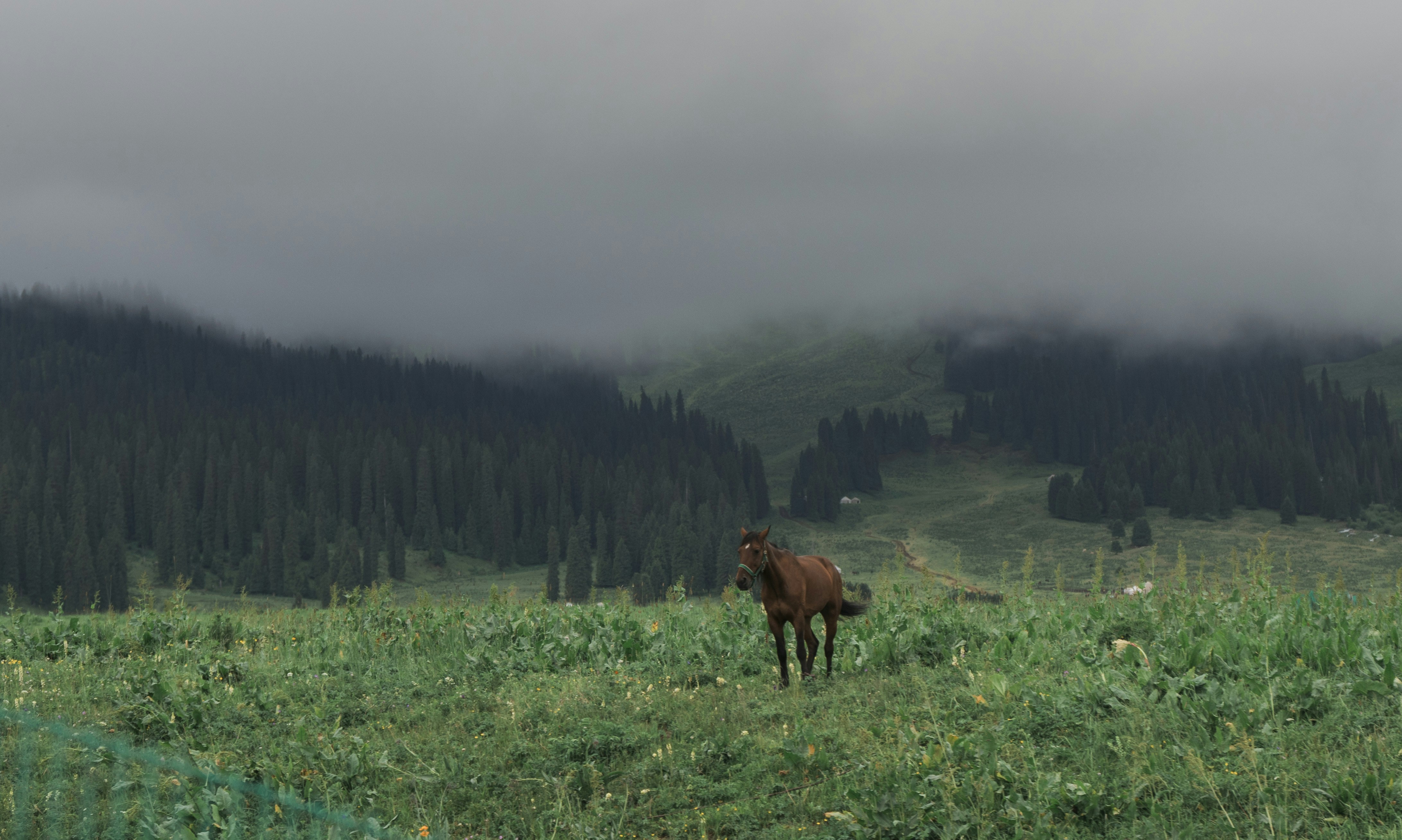 Solitary Majesty: A Horse Amongst the Misty Mountains