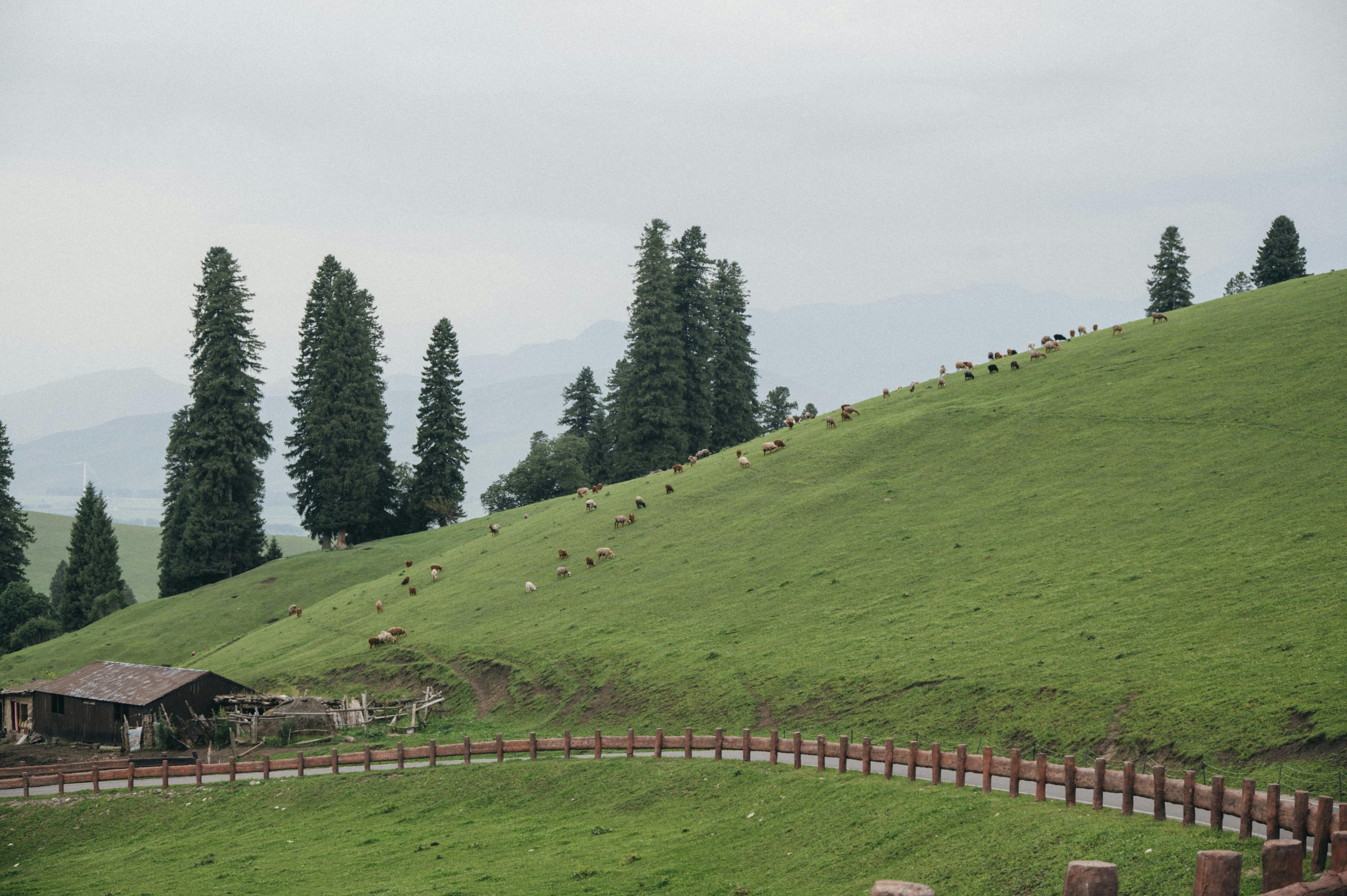 Grazing sheep on a lush hillside framed by tall evergreen trees, with a rustic barn nestled at the base. A winding fence guides the viewer's eye through the serene landscape.