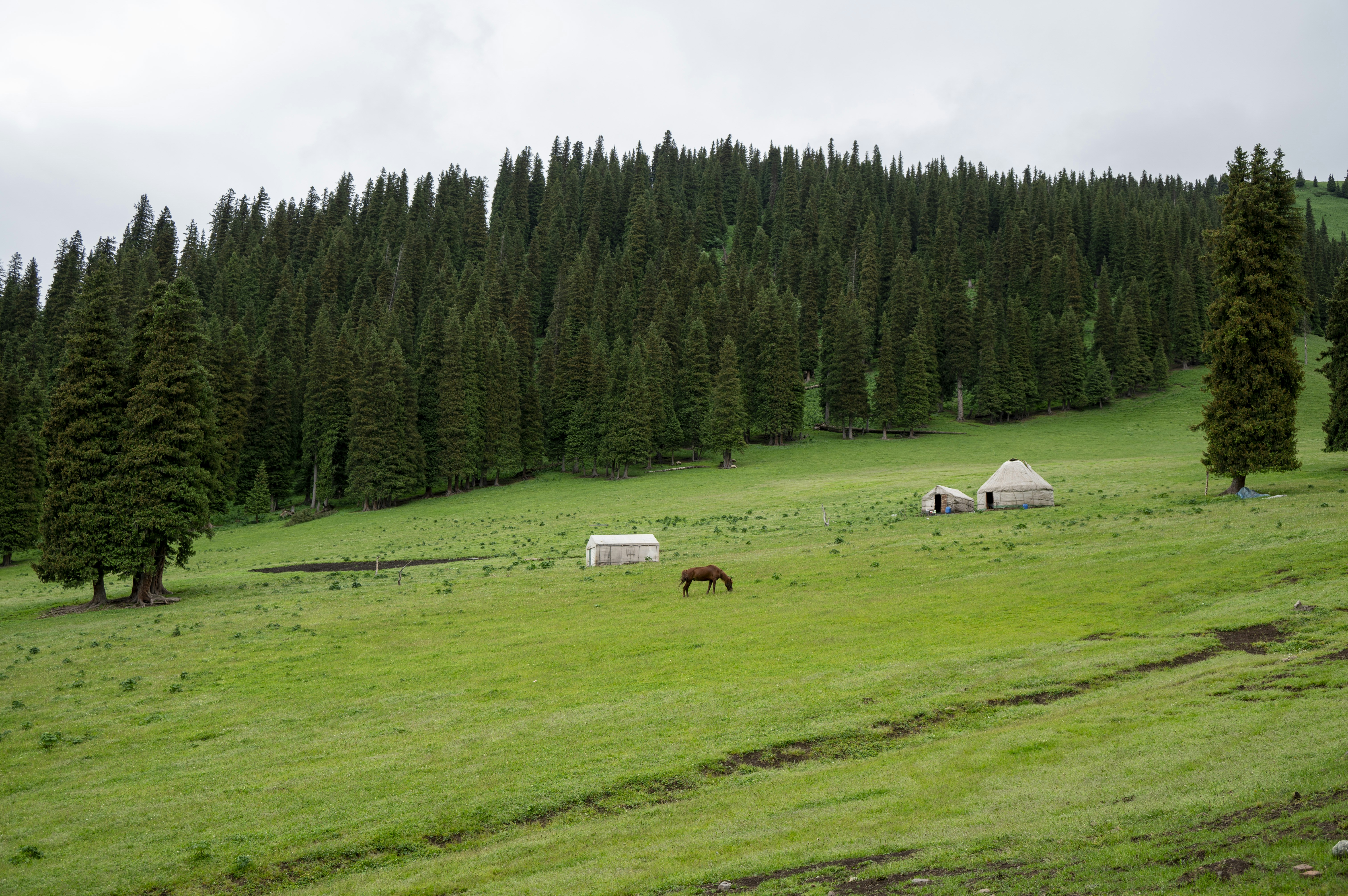 Green meadow with trees and yurts.