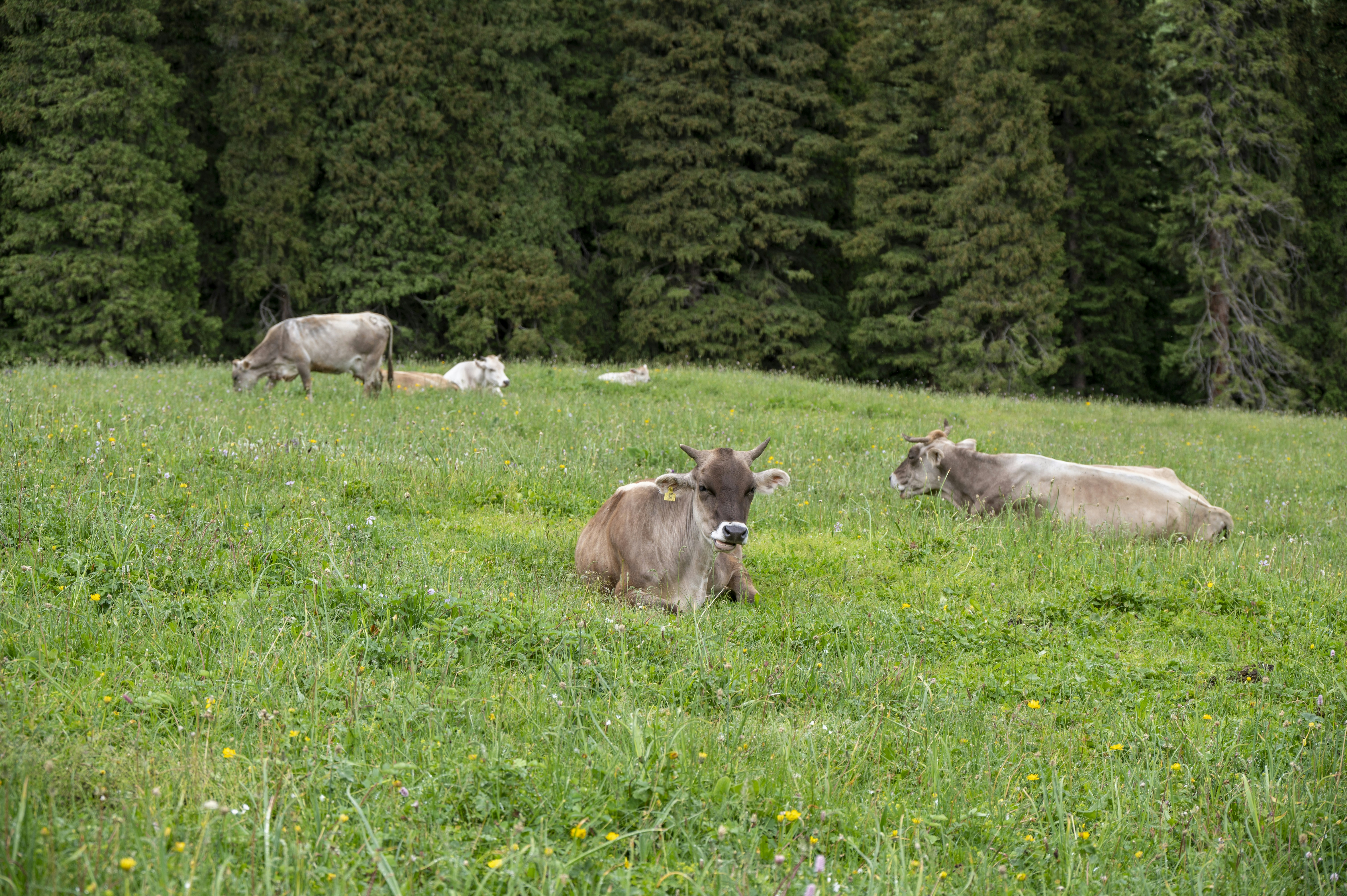 Serene Pastures: A Day in the Life of Grazing Cows