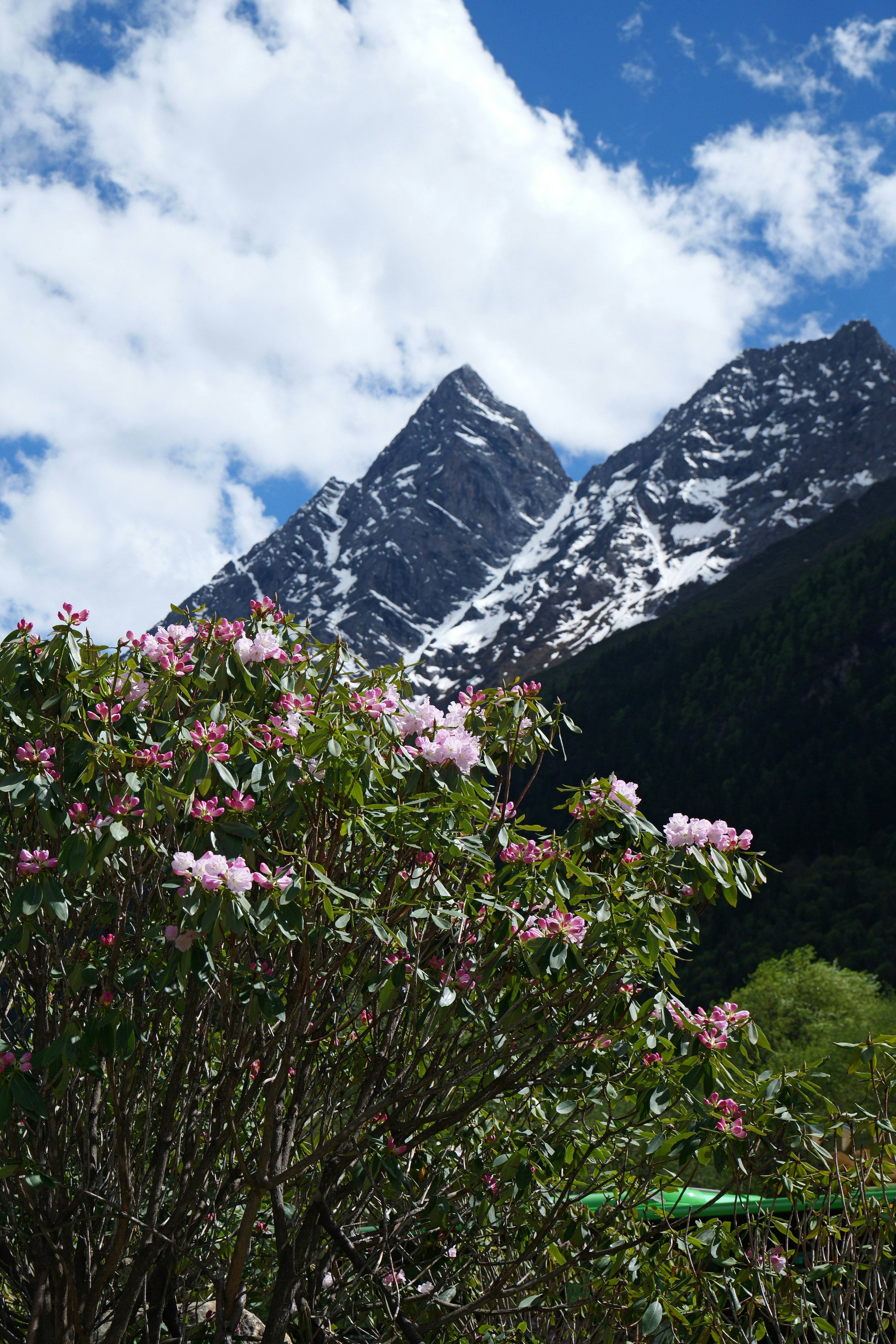 Pink Rhododendron Framing the Snowbound Alpine Peaks
