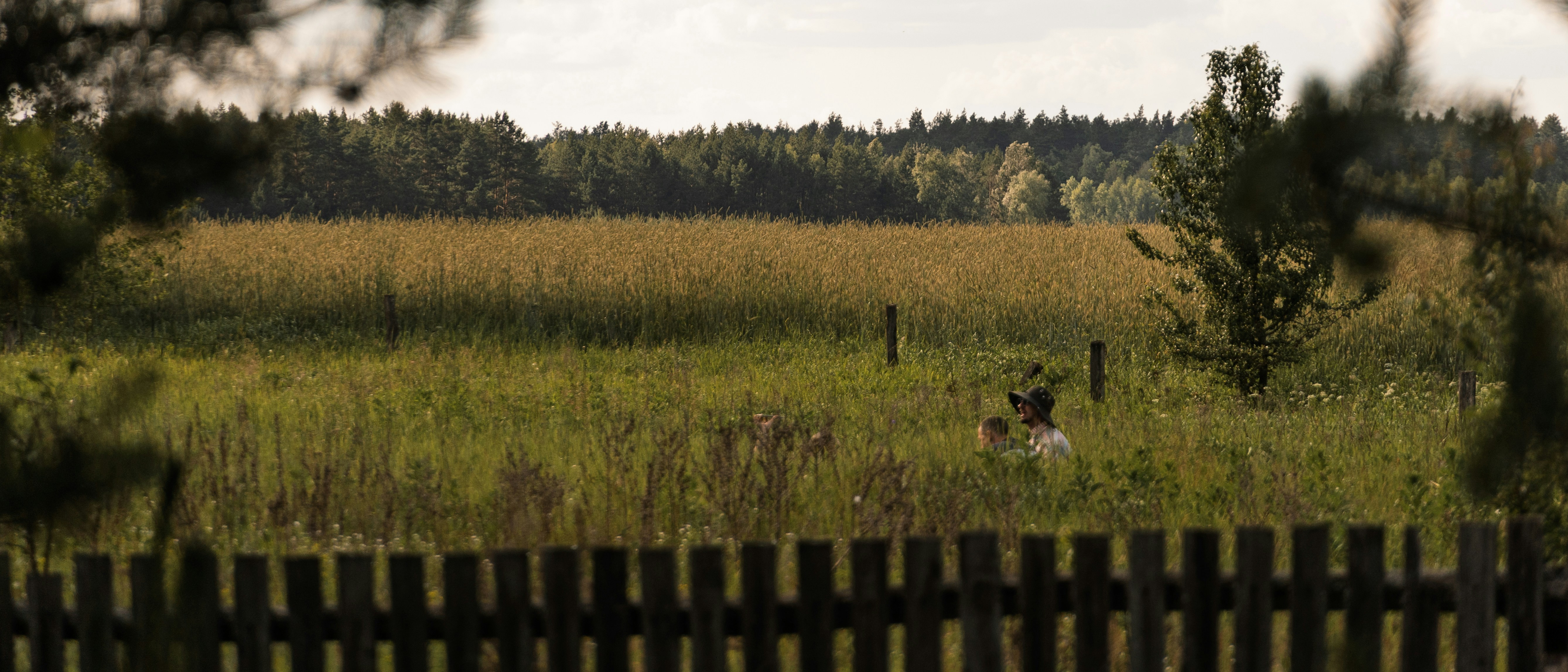 A field with forest on the horizon. photo – Free Field Image on Unsplash