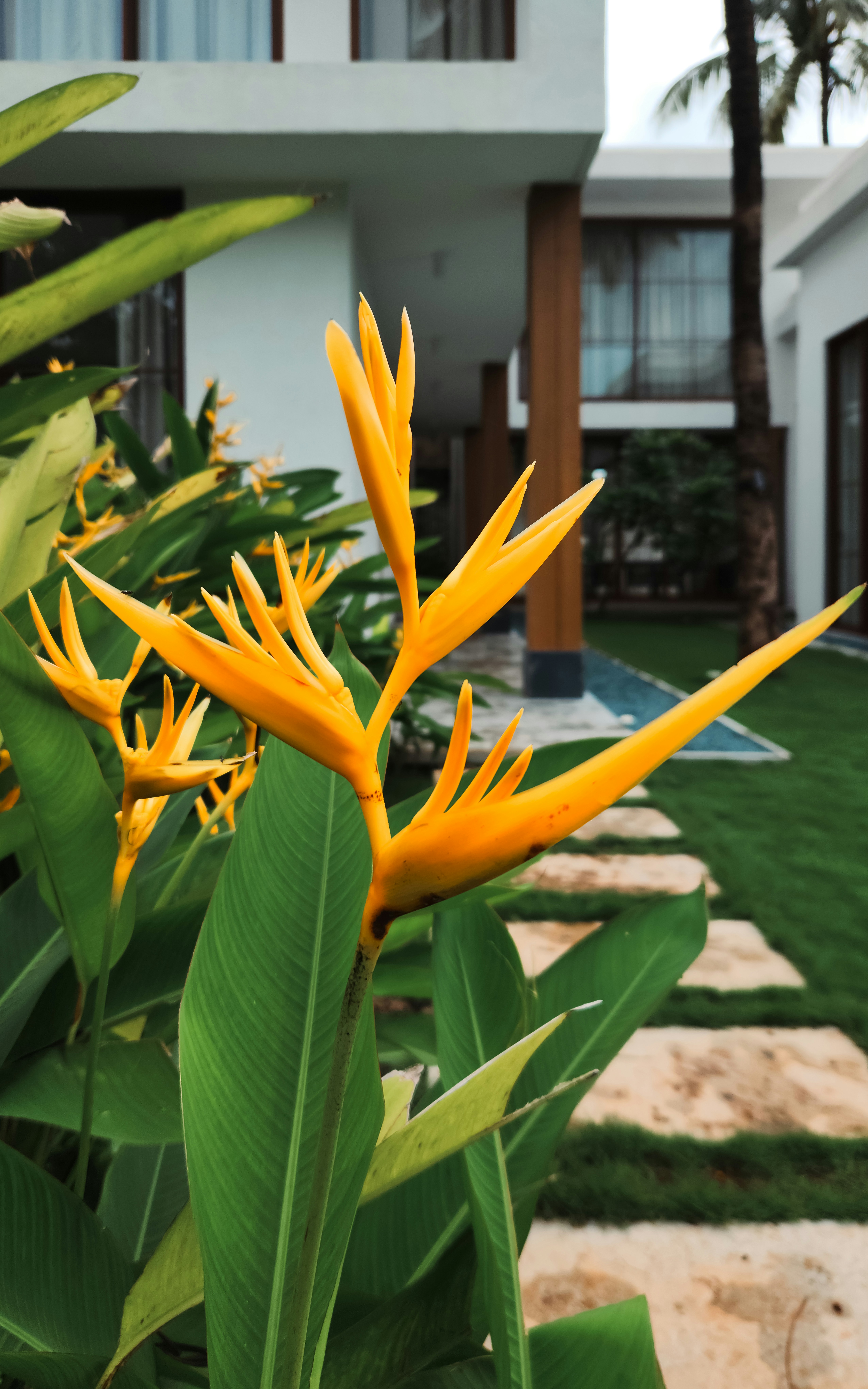 Vibrant yellow heliconia blooms amidst lush green foliage, set against a modern architectural backdrop. The scene reflects a serene tropical ambiance.