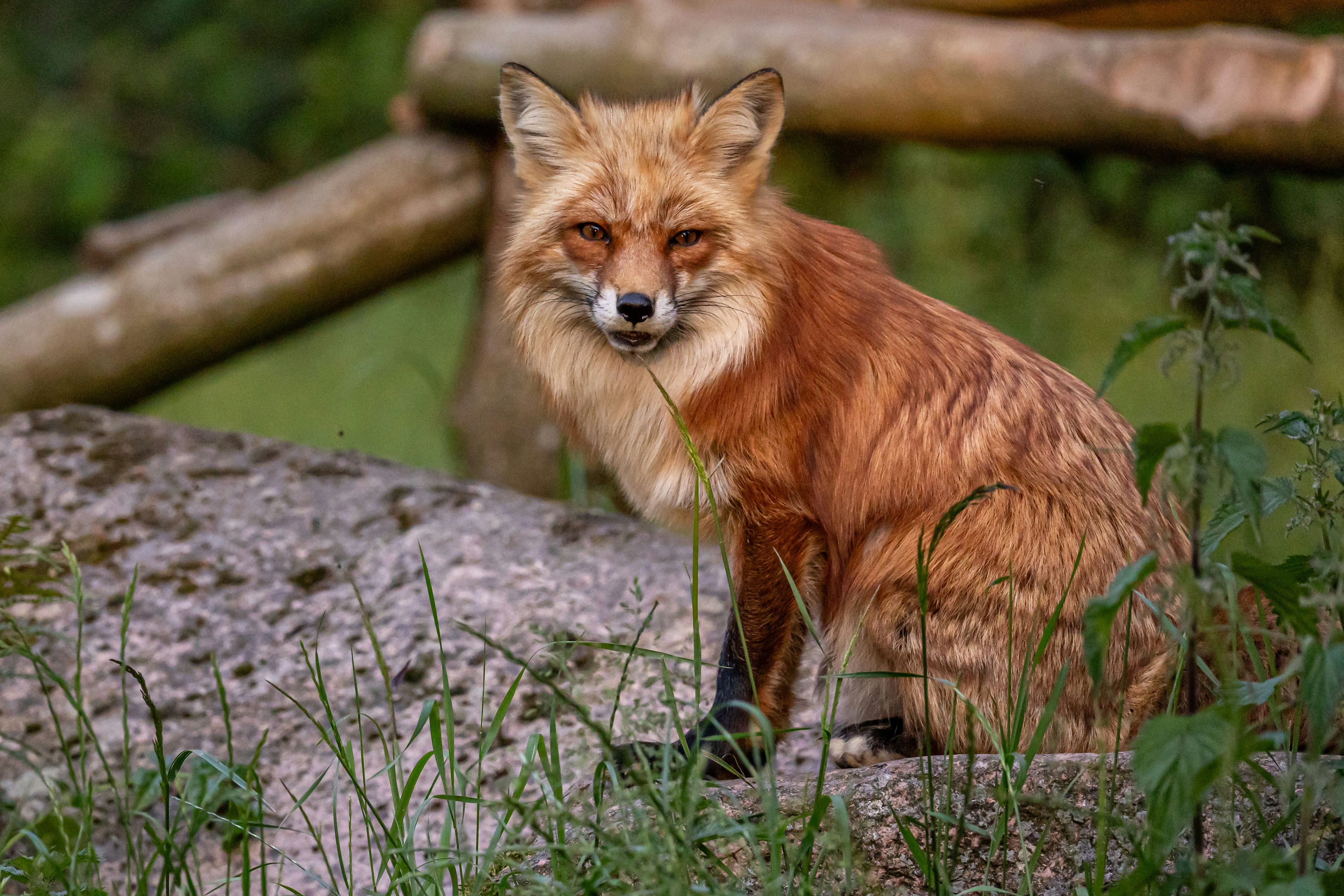 A red fox sitting on a rock, surrounded by green grass and natural foliage, gazing intently. The scene captures the essence of wildlife in its natural habitat.