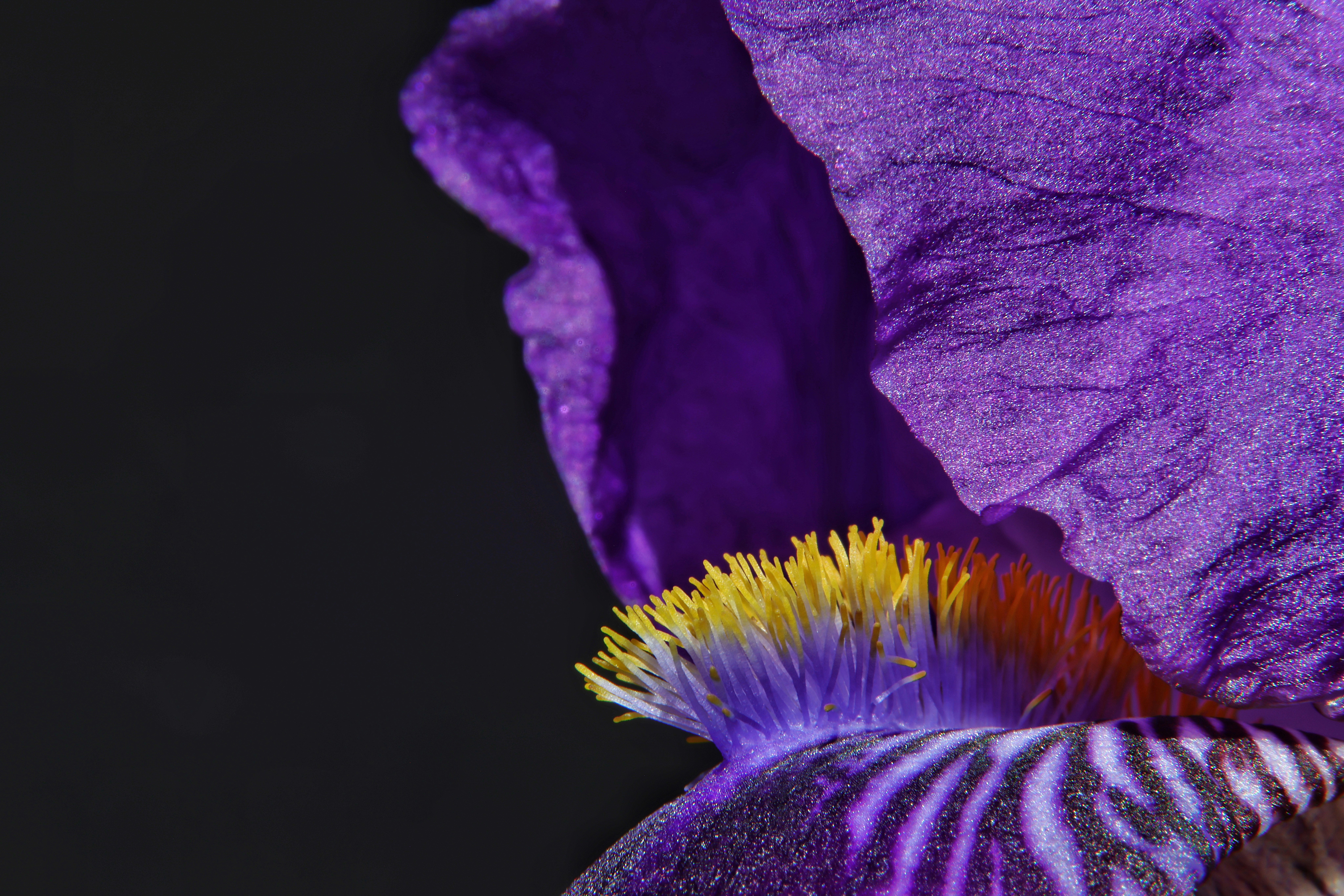 Close-up of a vibrant purple iris flower, showcasing intricate petal textures and vivid yellow stamen against a dark background.
