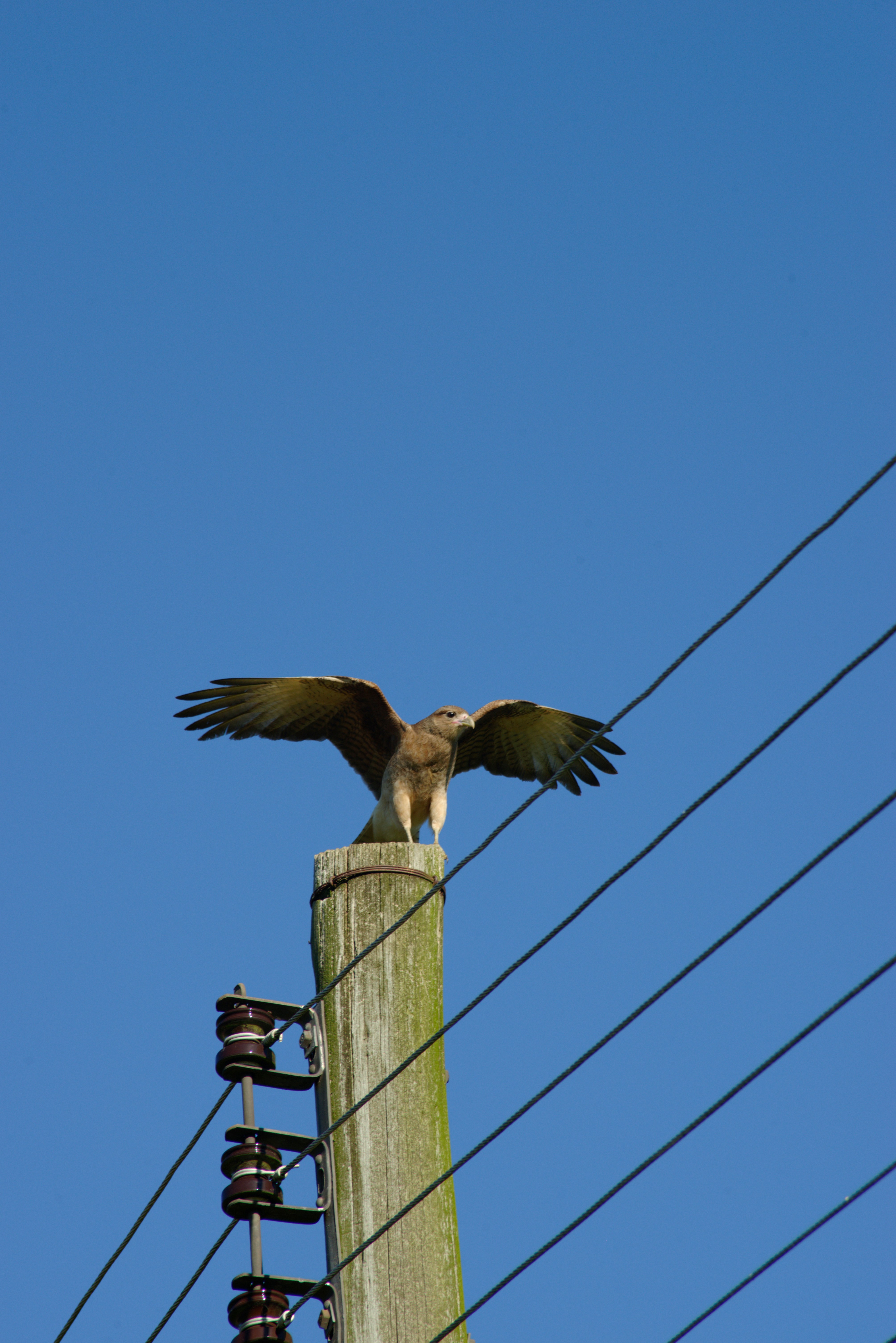 Perched Power: Eagle Spread on a Pole beneath a Clear Sky