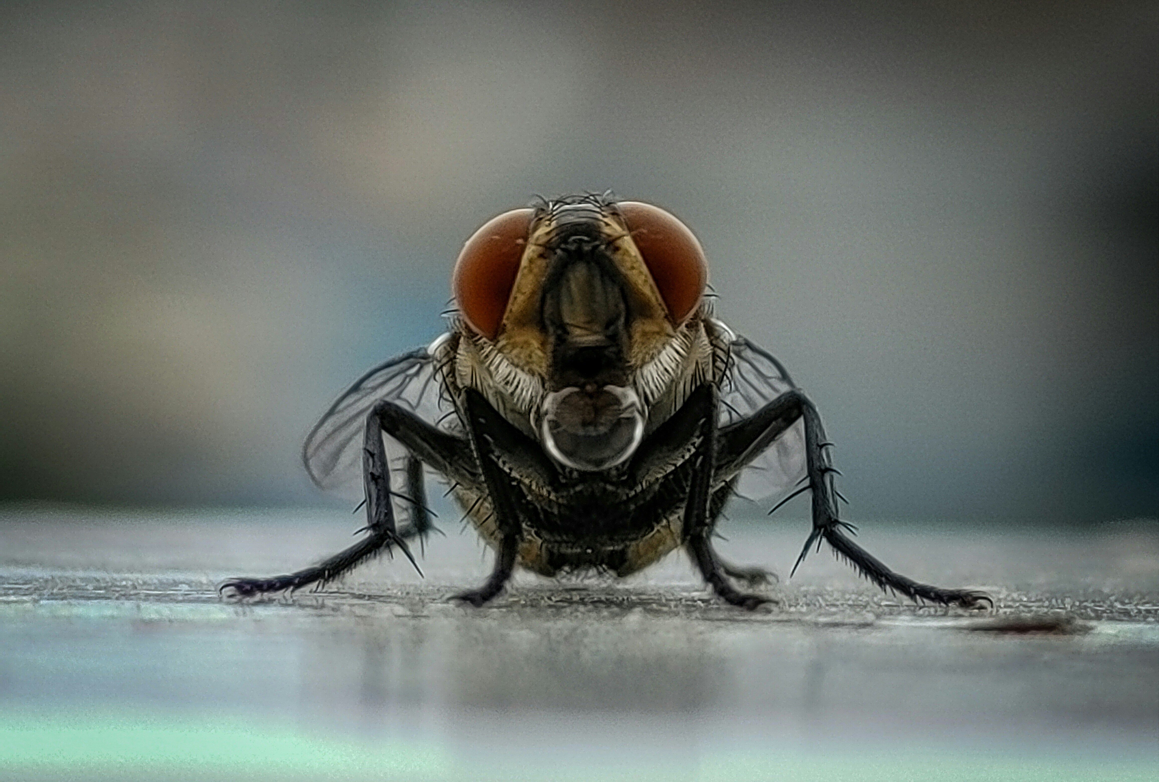 The Intricate World of a Common Fly