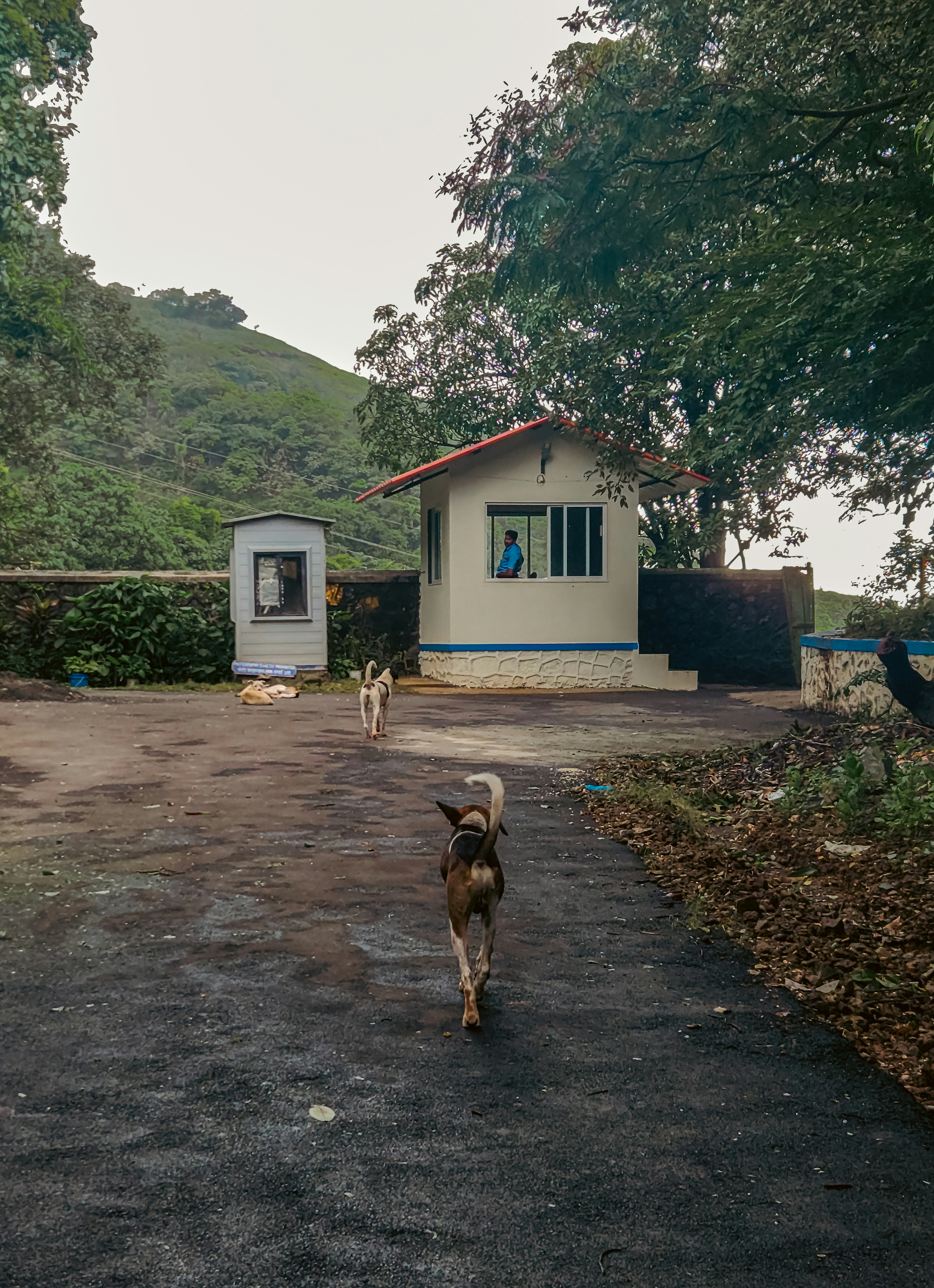Tail-Wag Trail to the Gatehouse: A Quiet Rural Moment