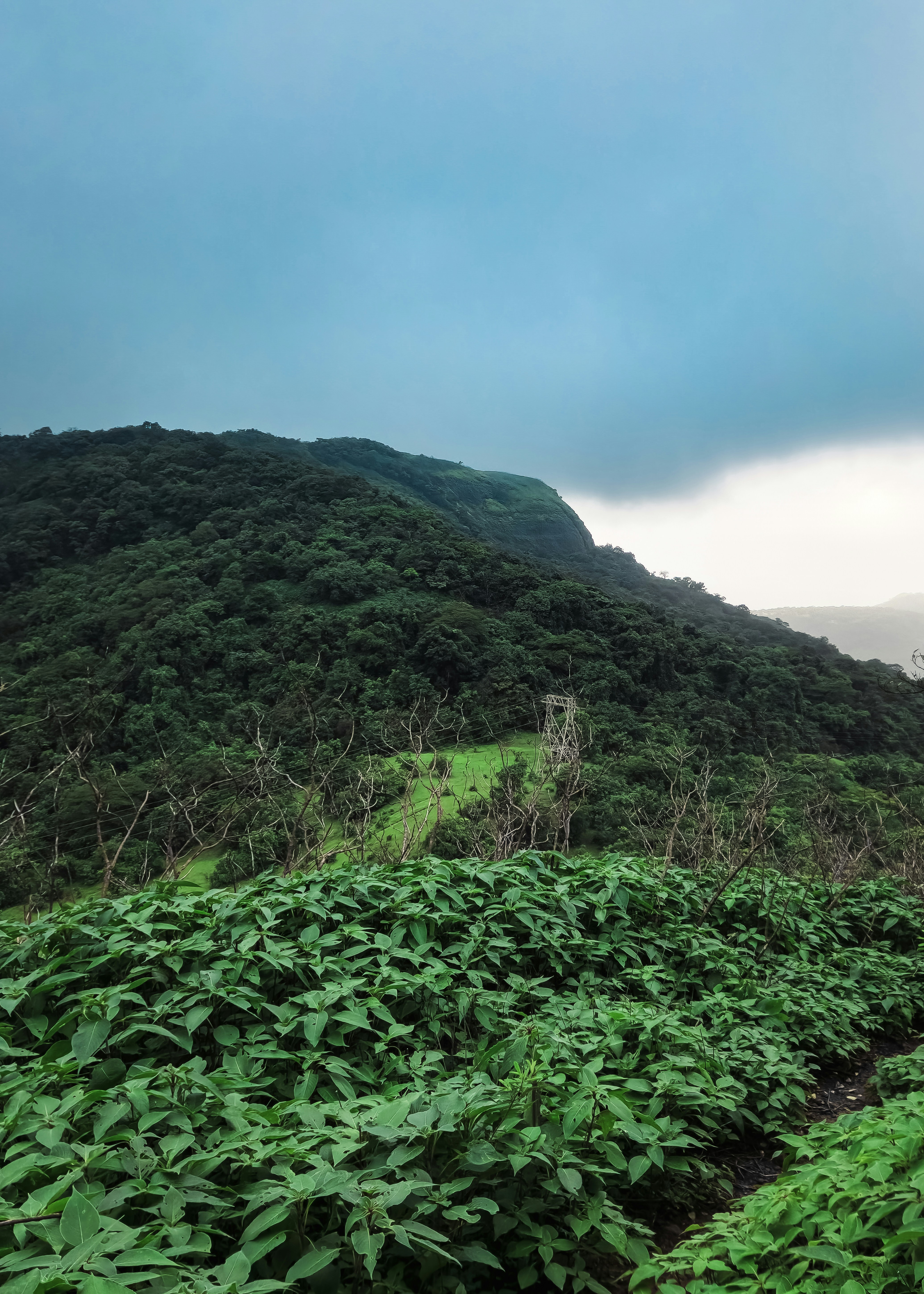 Verdant Ridge Under a Cloud-Washed Sky