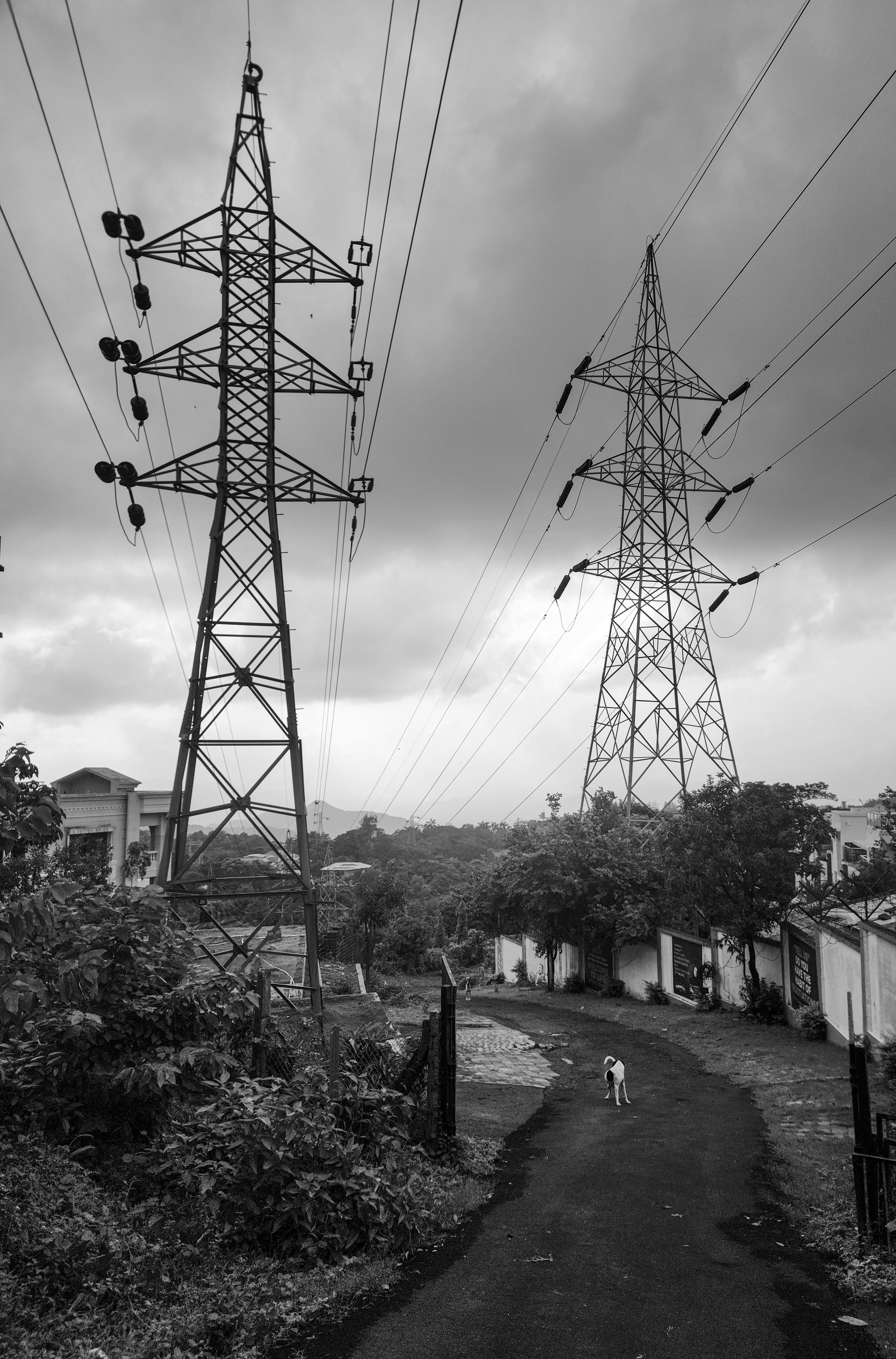 Monochrome Giants: Pylons, Path, and a Wandering Dog