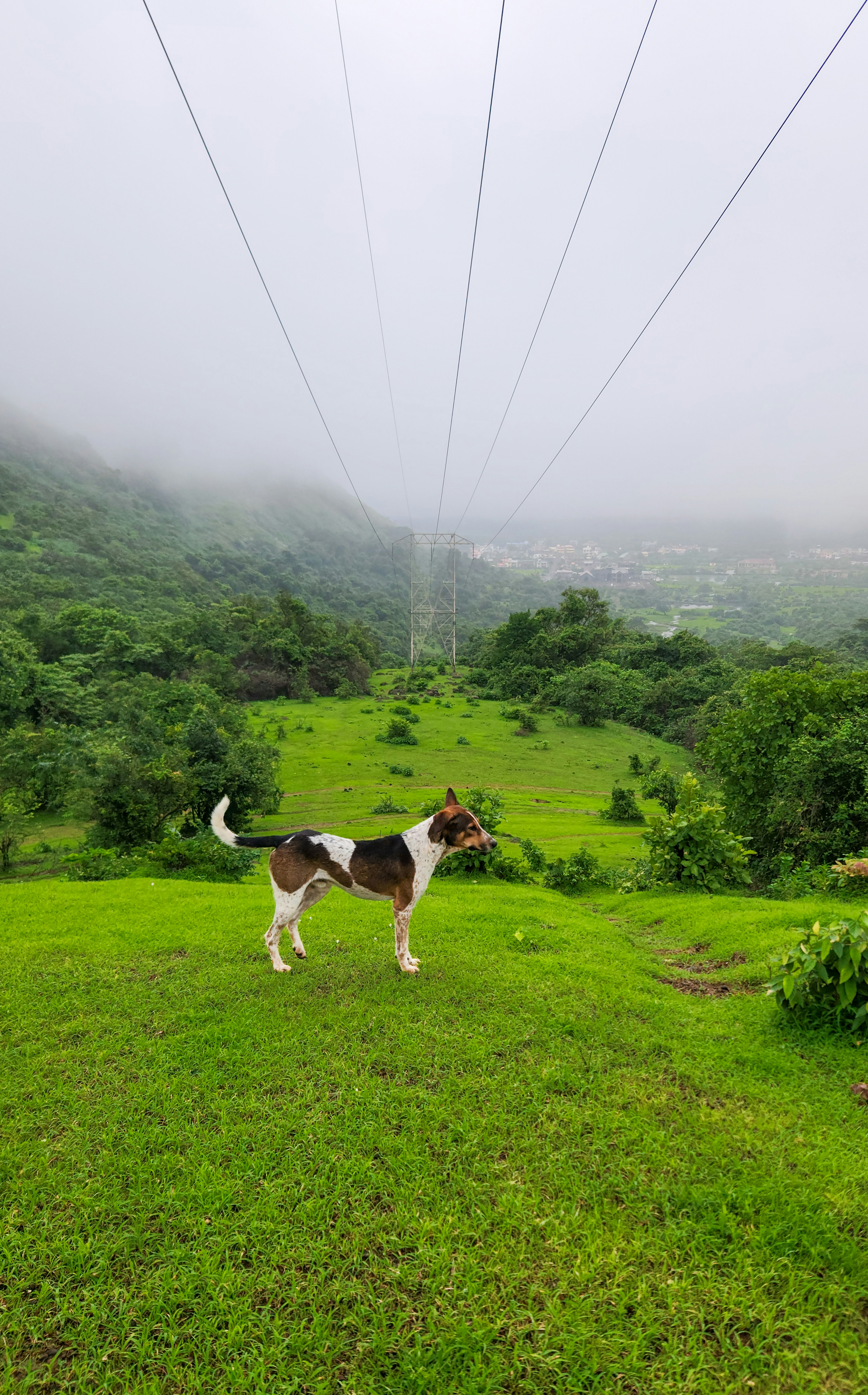 Dog on a Misty Green hillside beneath Cable Car Lines