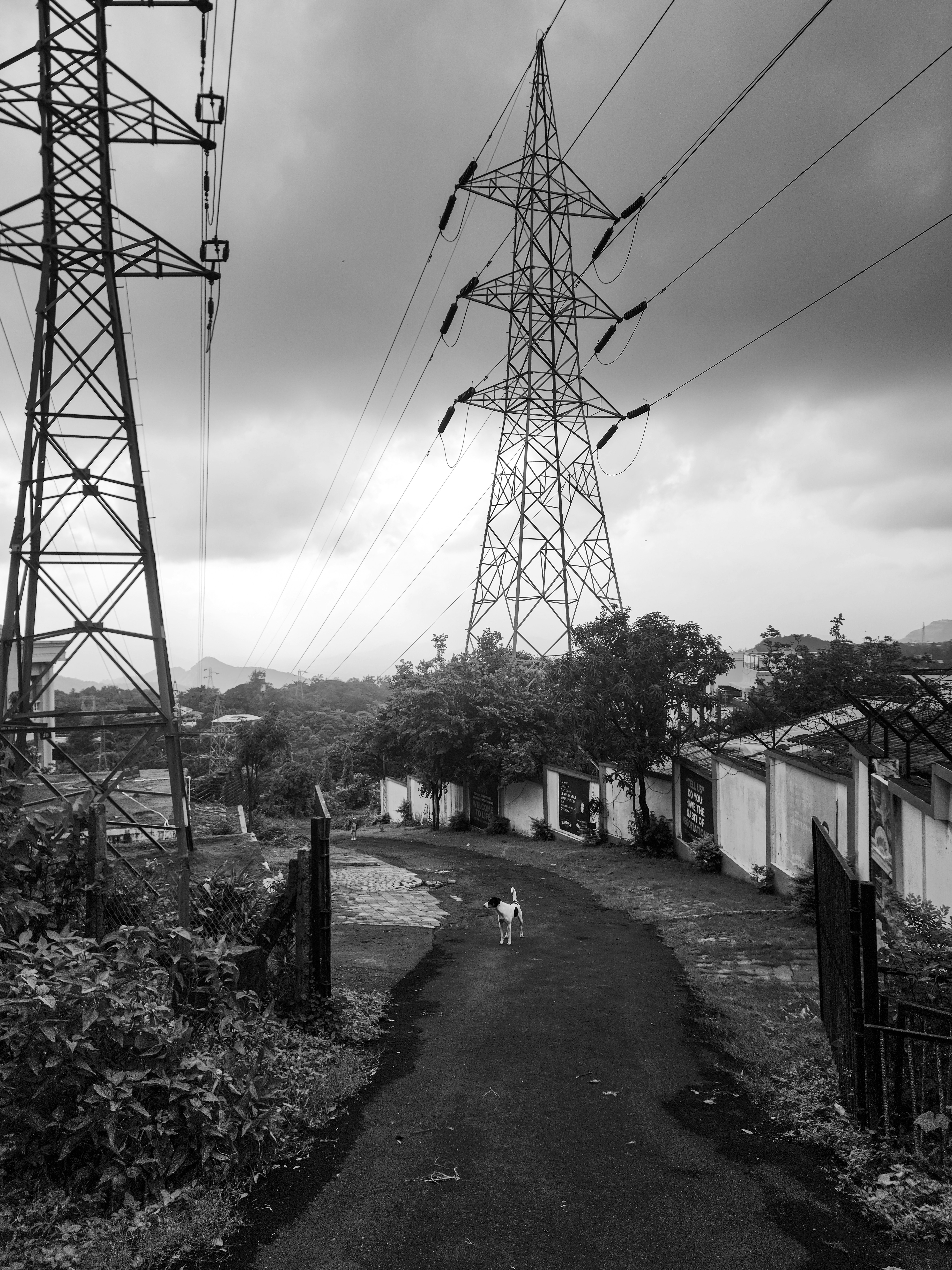 Monochrome Crossing: A lone dog on a shadowed route under towering pylons