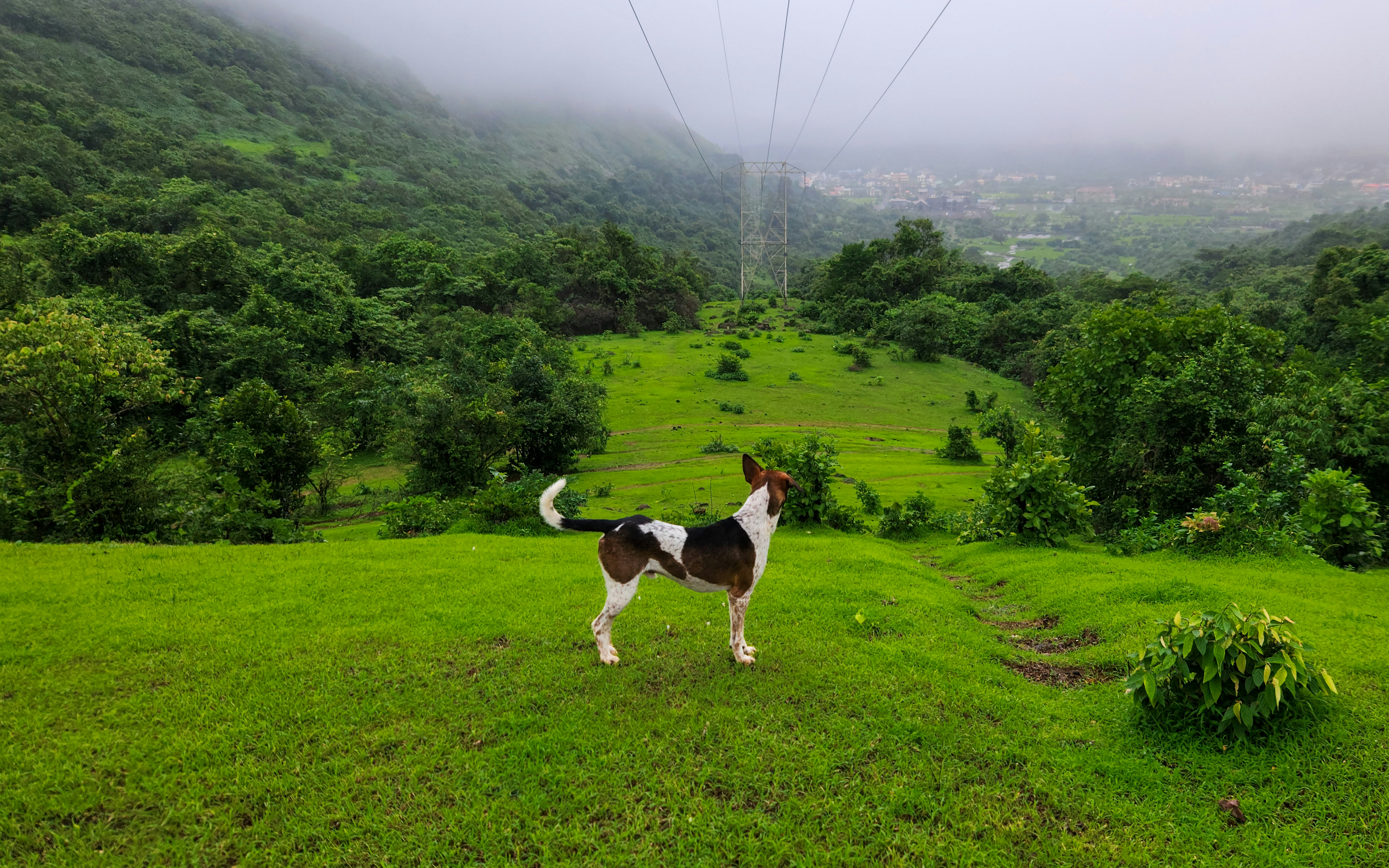 A curious dog stands on a lush hillside, gazing towards the distant valley shrouded in mist. Power lines stretch across the landscape, blending nature with human infrastructure.