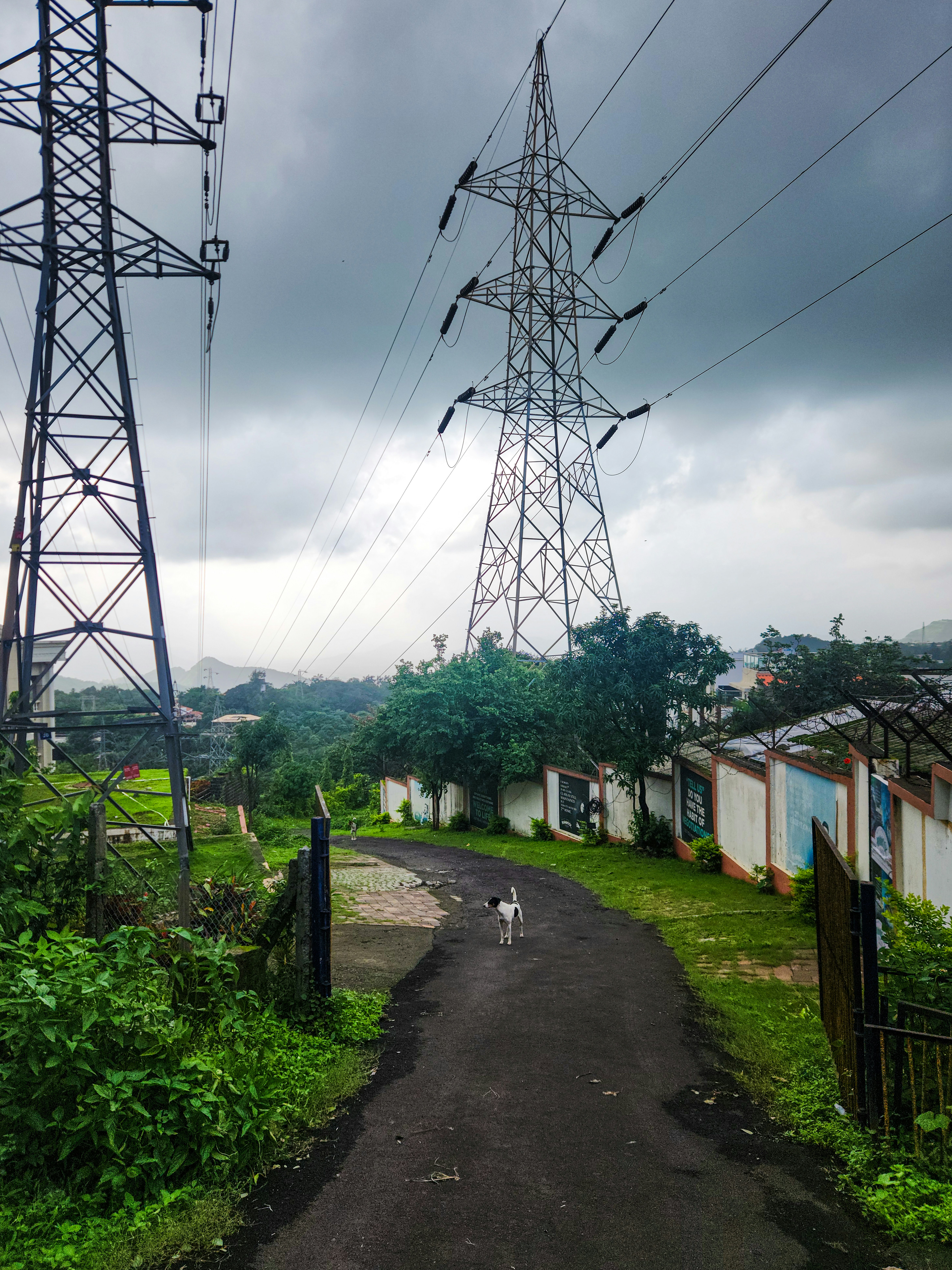 Photo of the jungle in saddle in June 2025. This is a hike that starts in Khandala is a hill station in the Western Ghat mountains of Maharashtra, western India. | Power lines loom over a road and dog.