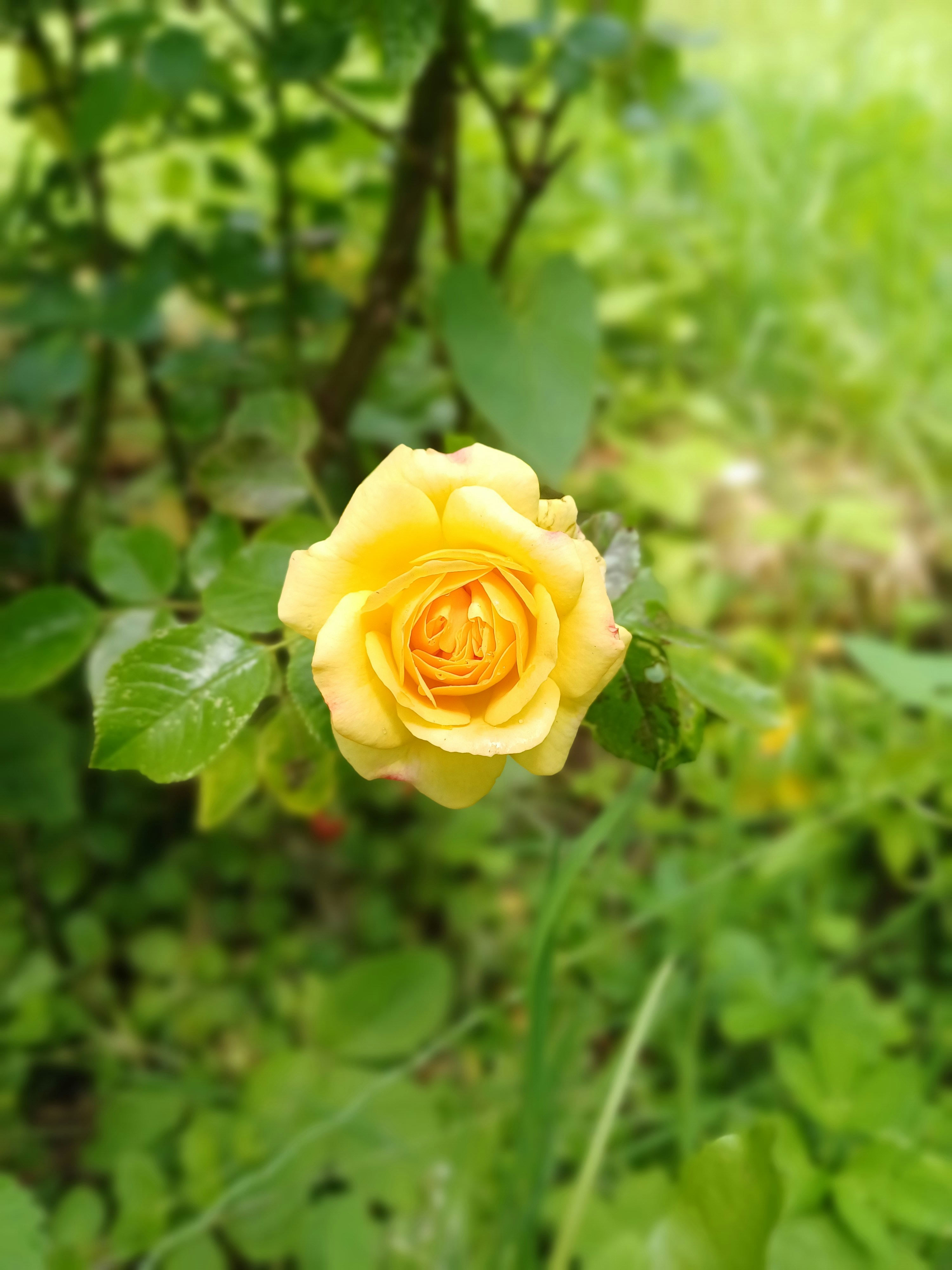 A vibrant yellow rose blooms amidst lush green foliage, showcasing its delicate petals and intricate layers.