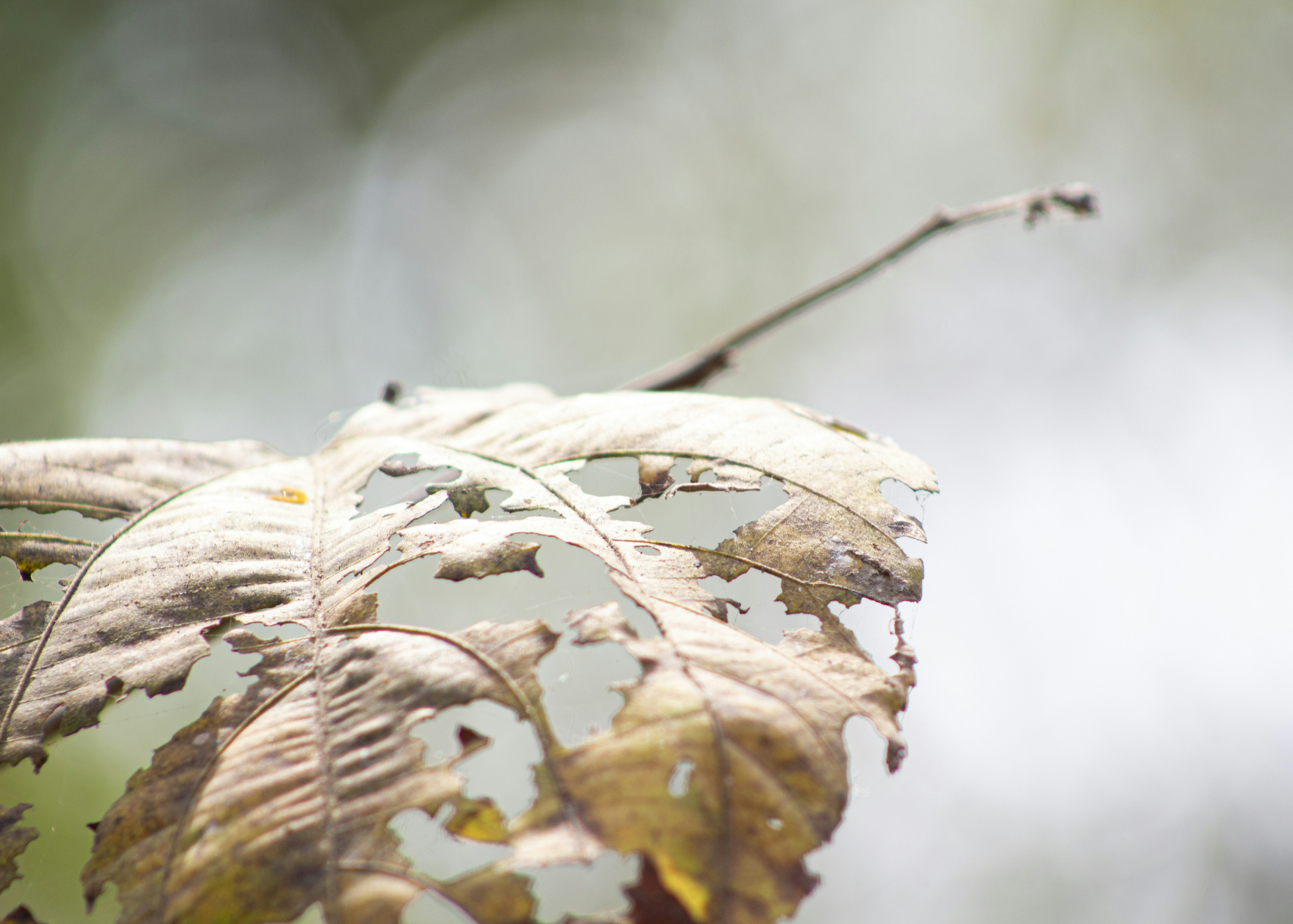 Whispers of Autumn's Decay