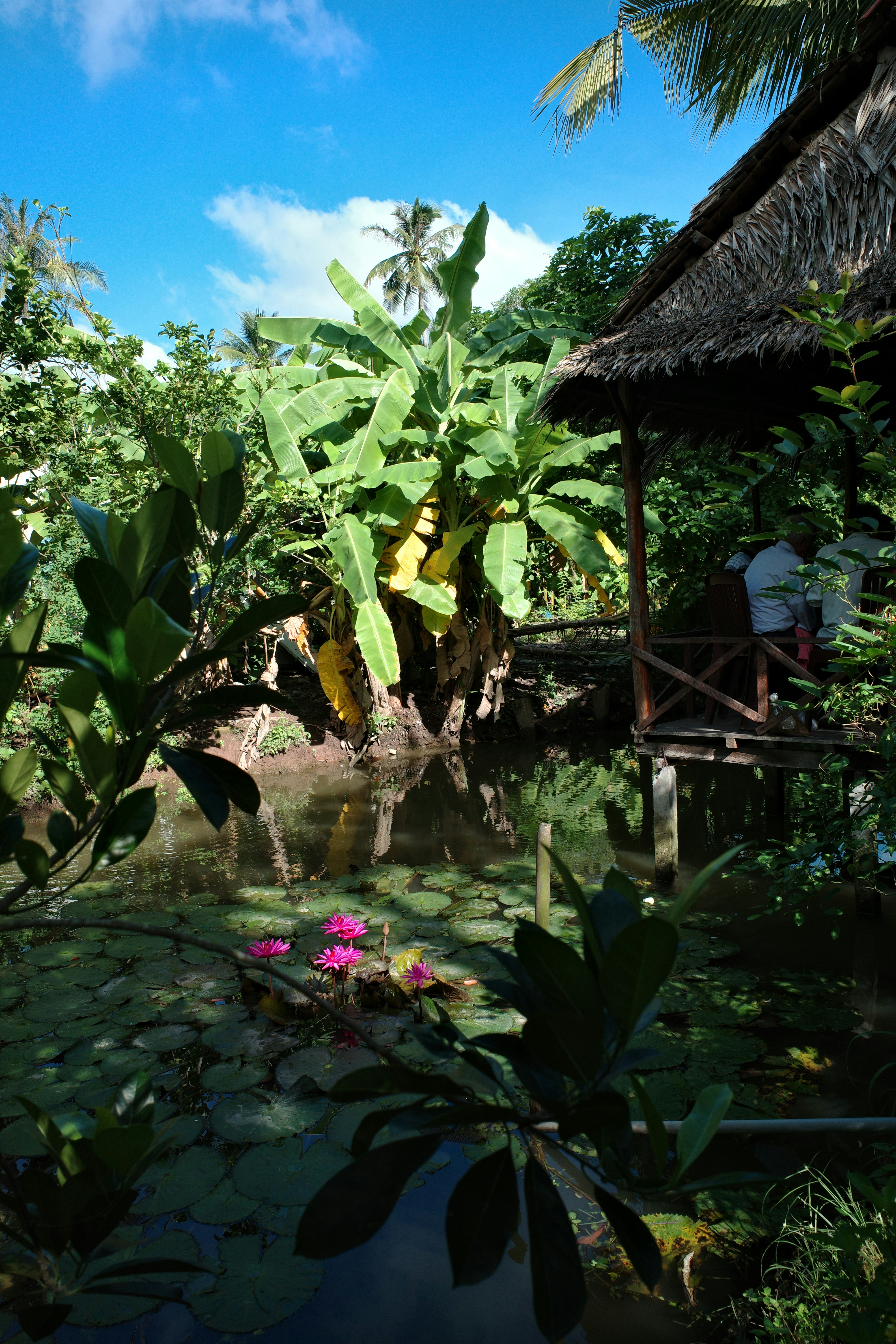 Serene Oasis: Nature's Tranquil Retreat