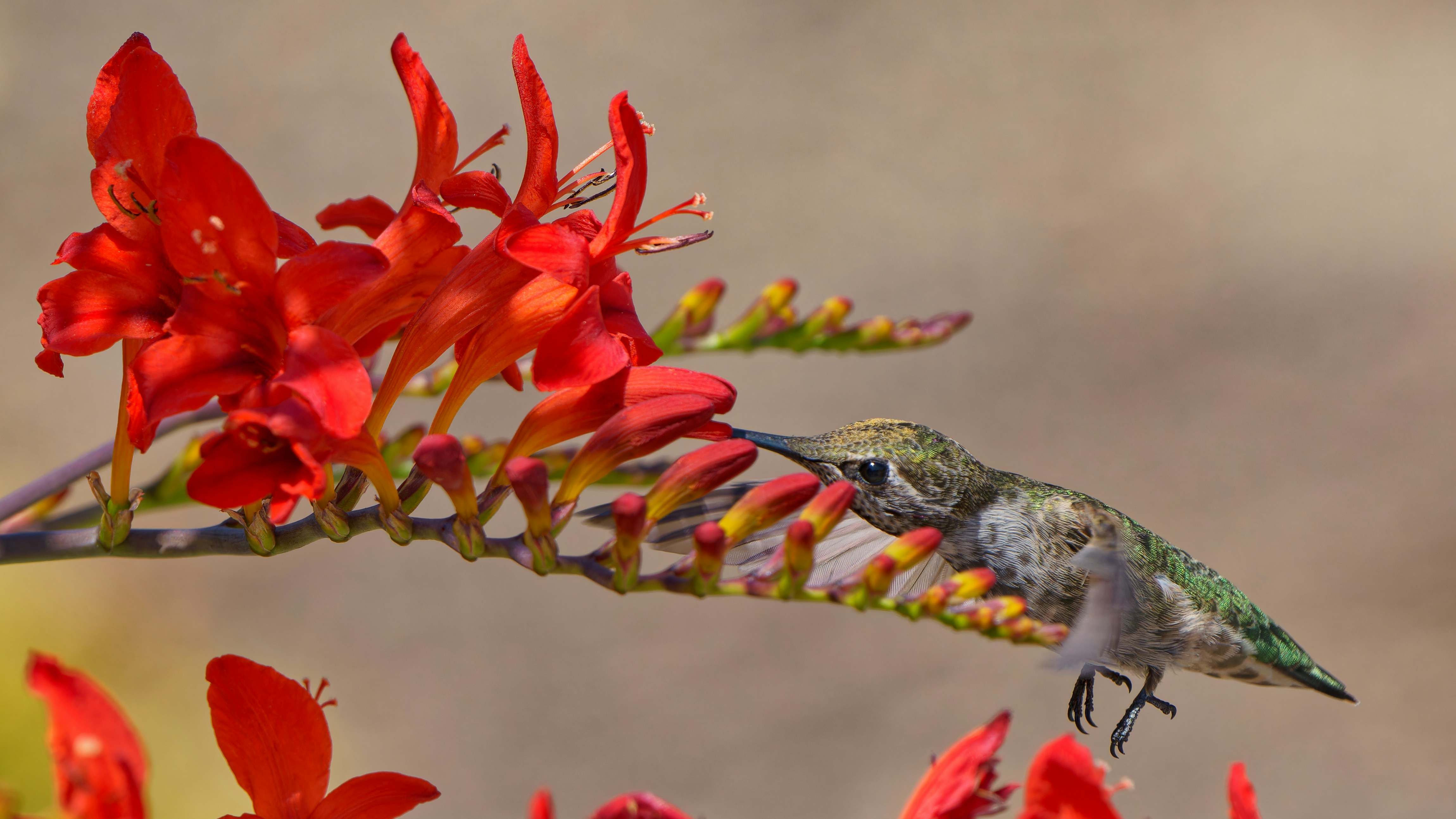 Scarlet Bloom Interlude: Hummingbird at the Nectar Edge