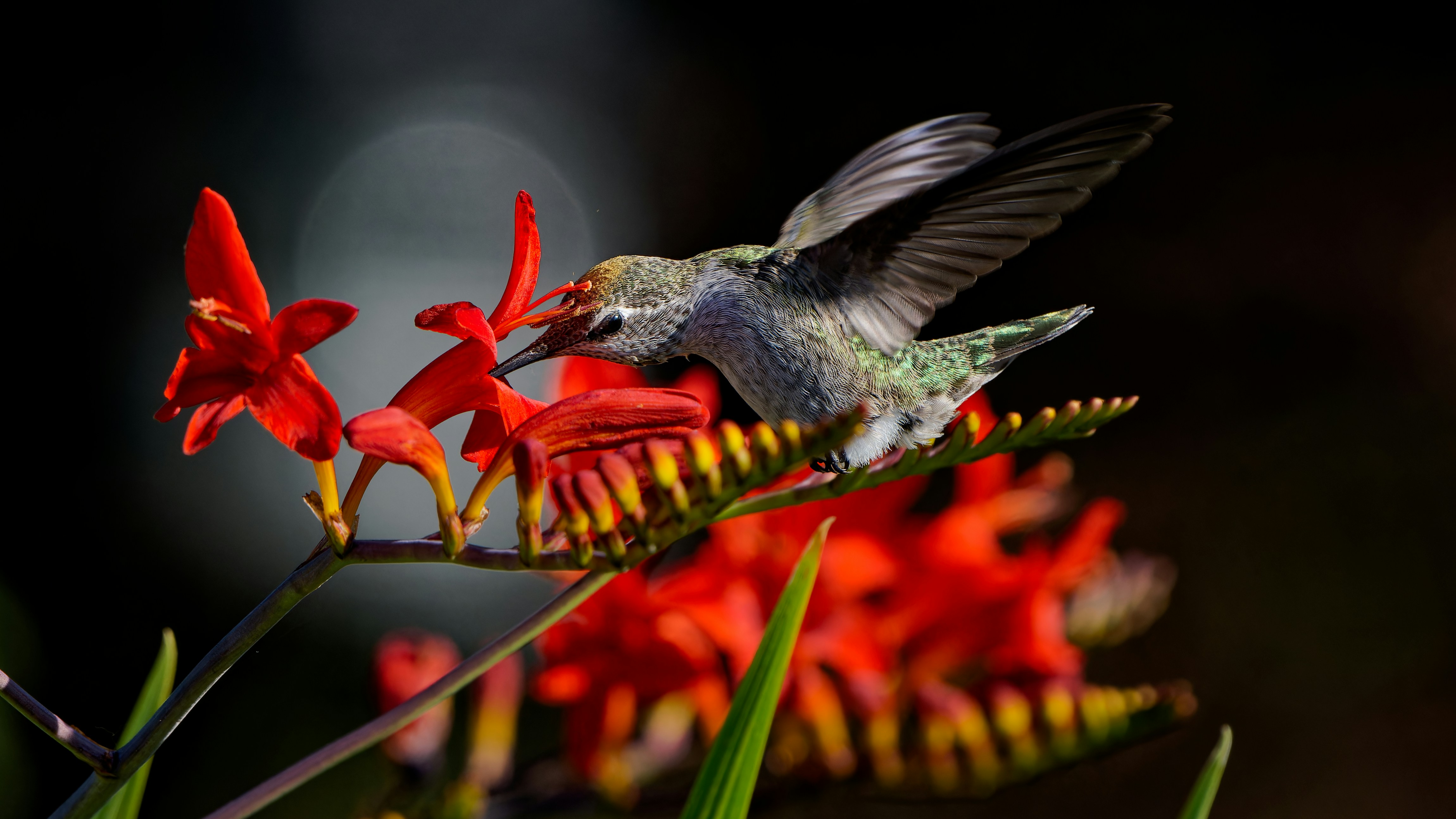 Crimson Bloom Rendezvous: Hummingbird in a Swift Sip
