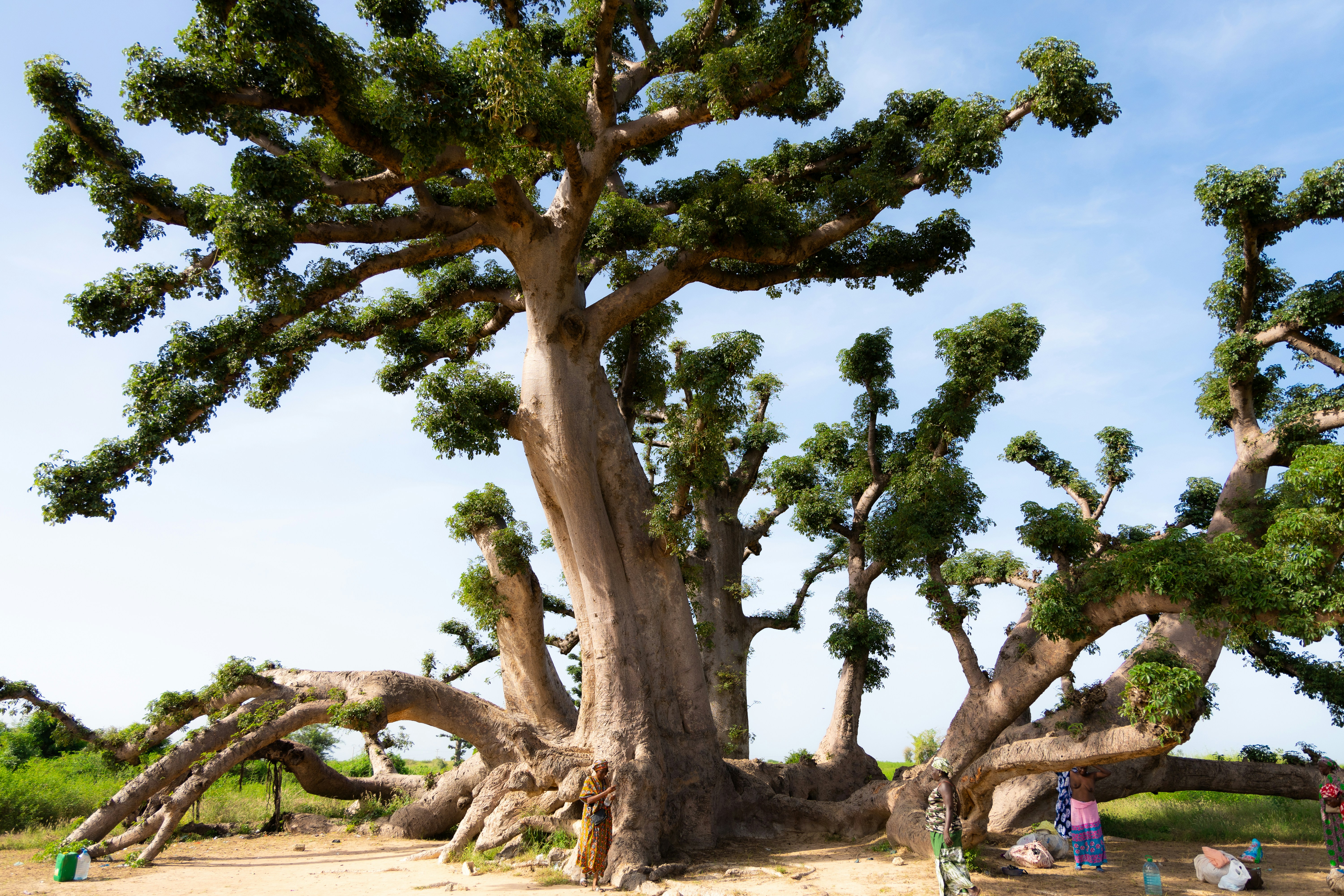 Giant Baobab Ensemble under a Spacious African Sky