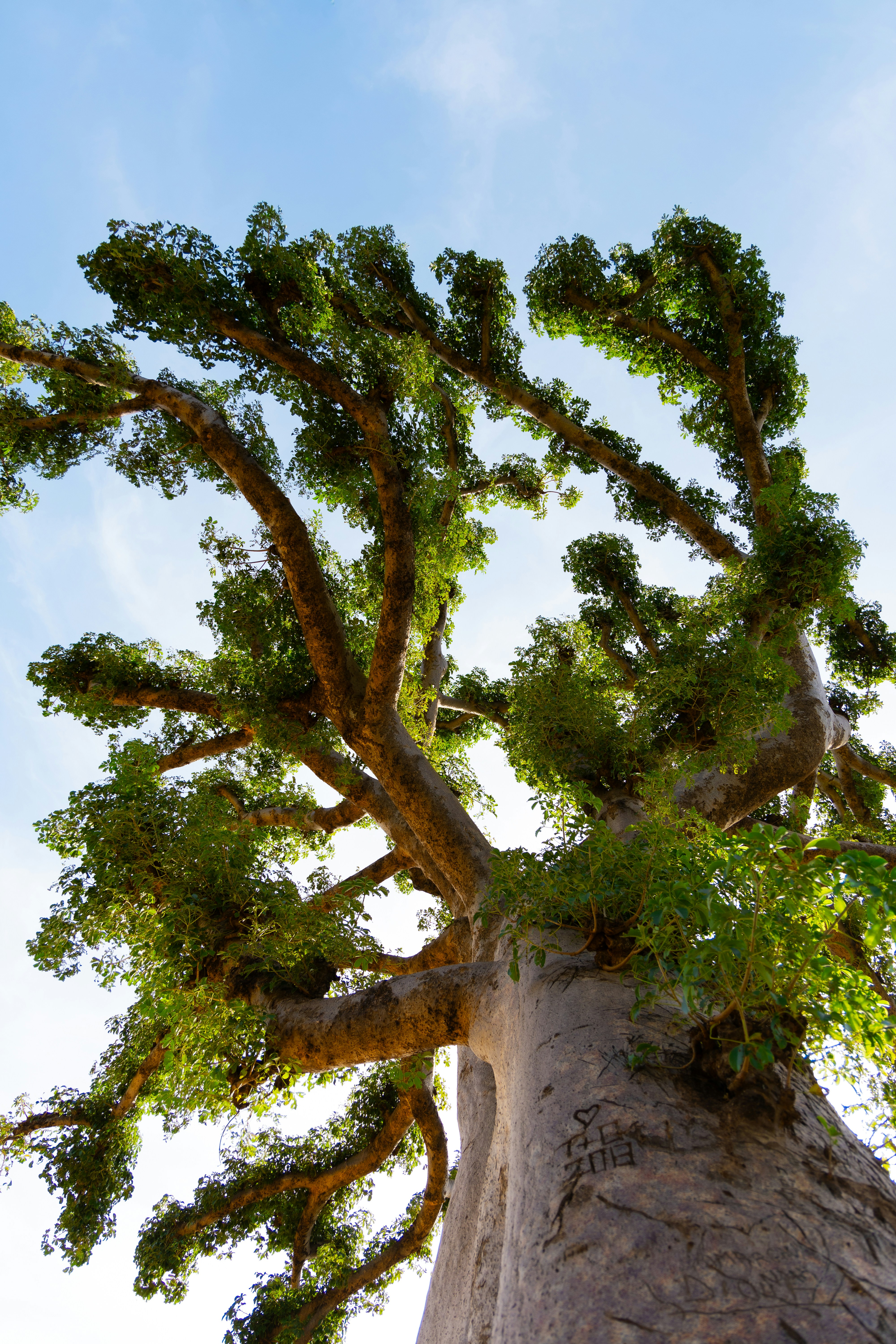 A large tree reaches toward the blue sky. photo – Free Travel Image on ...