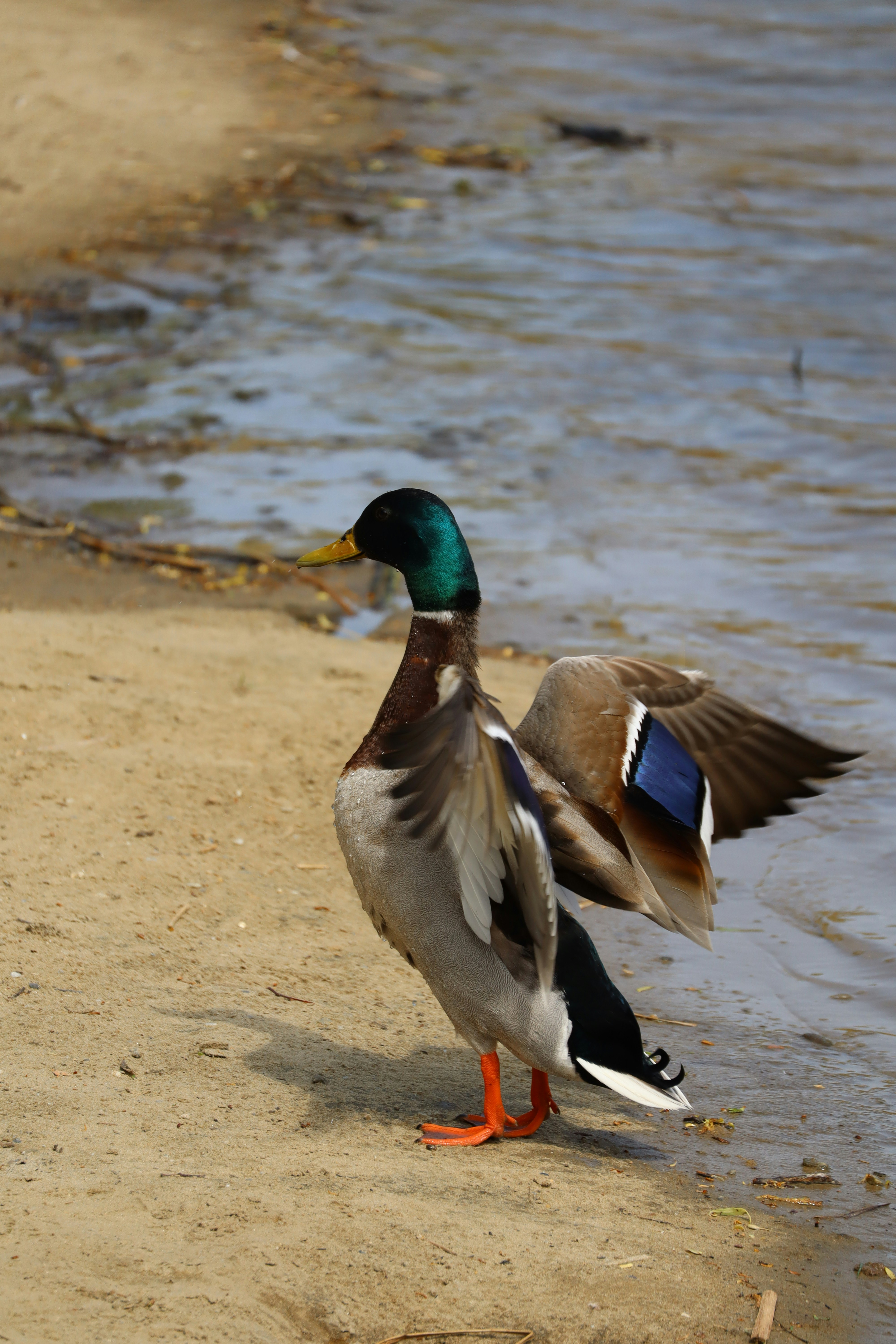 The Elegant Stretch of a Mallard