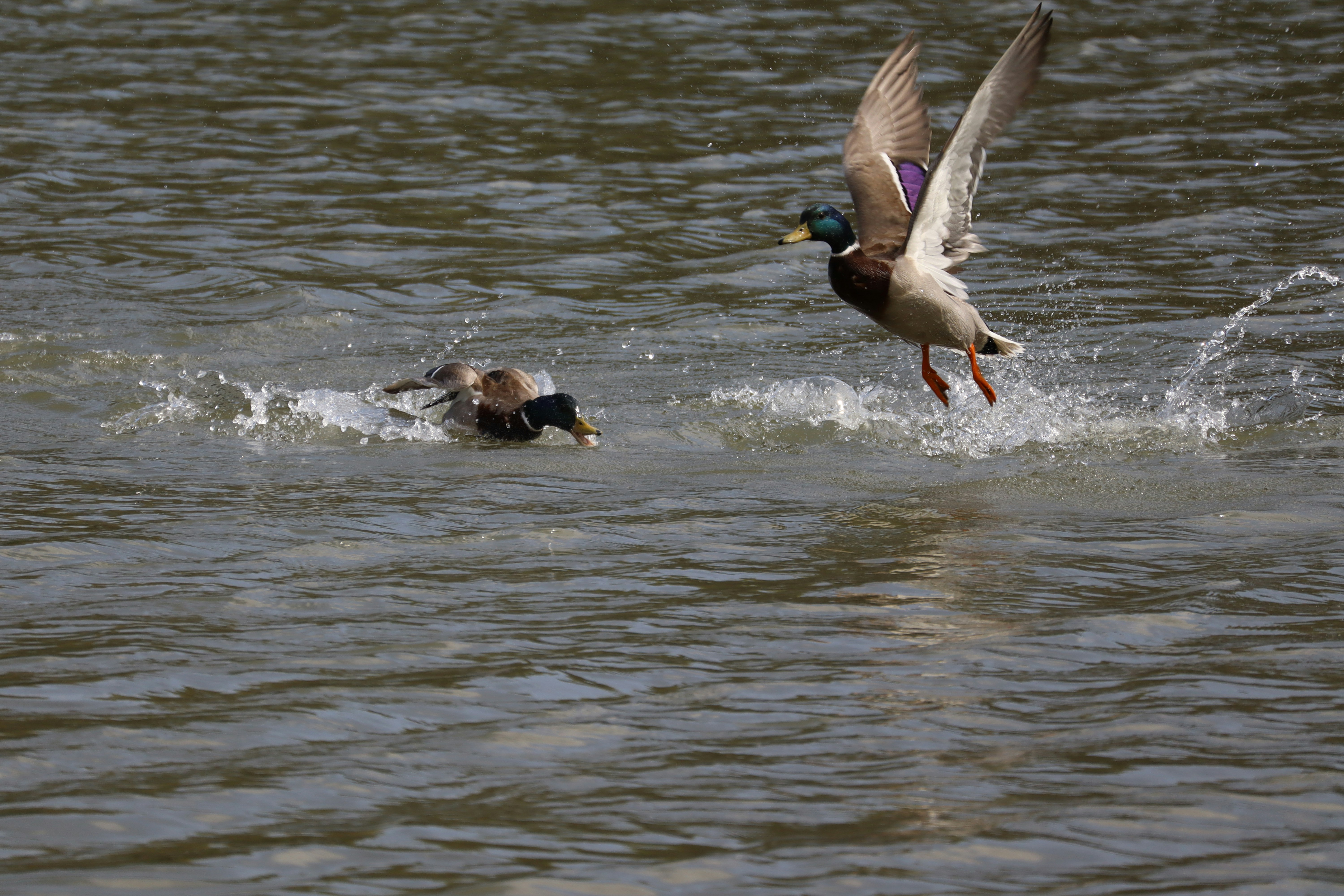 Aerial Ascent: The Dance of Ducks